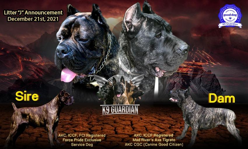 K9 Guardian Cane Corso in Kentucky | Cane Corso puppies | Good Dog