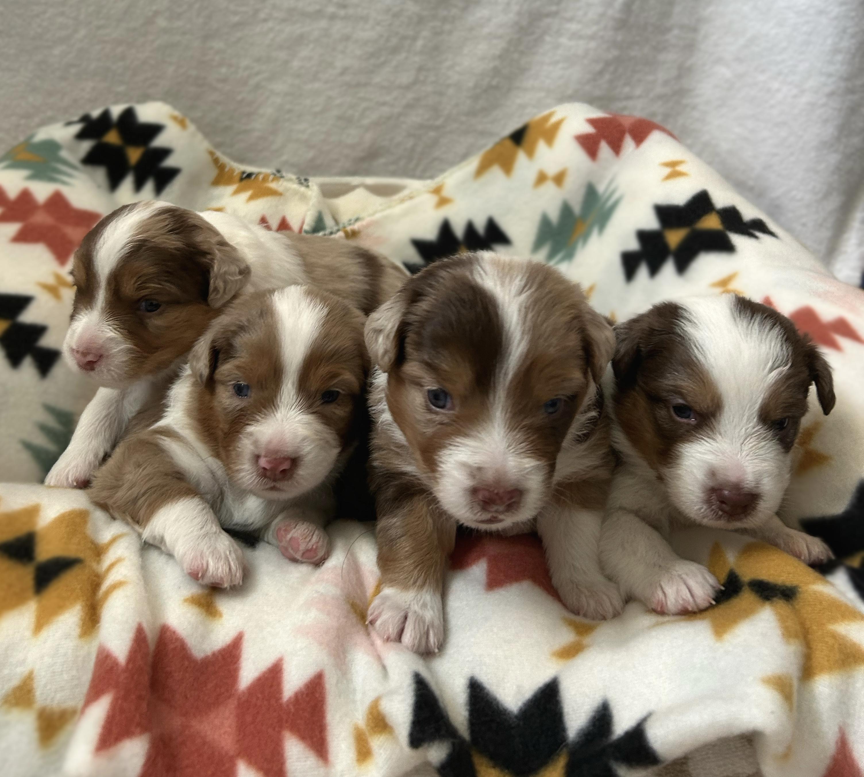 Evergreens Cowboy Aussies in Colorado | Australian Shepherd puppies ...