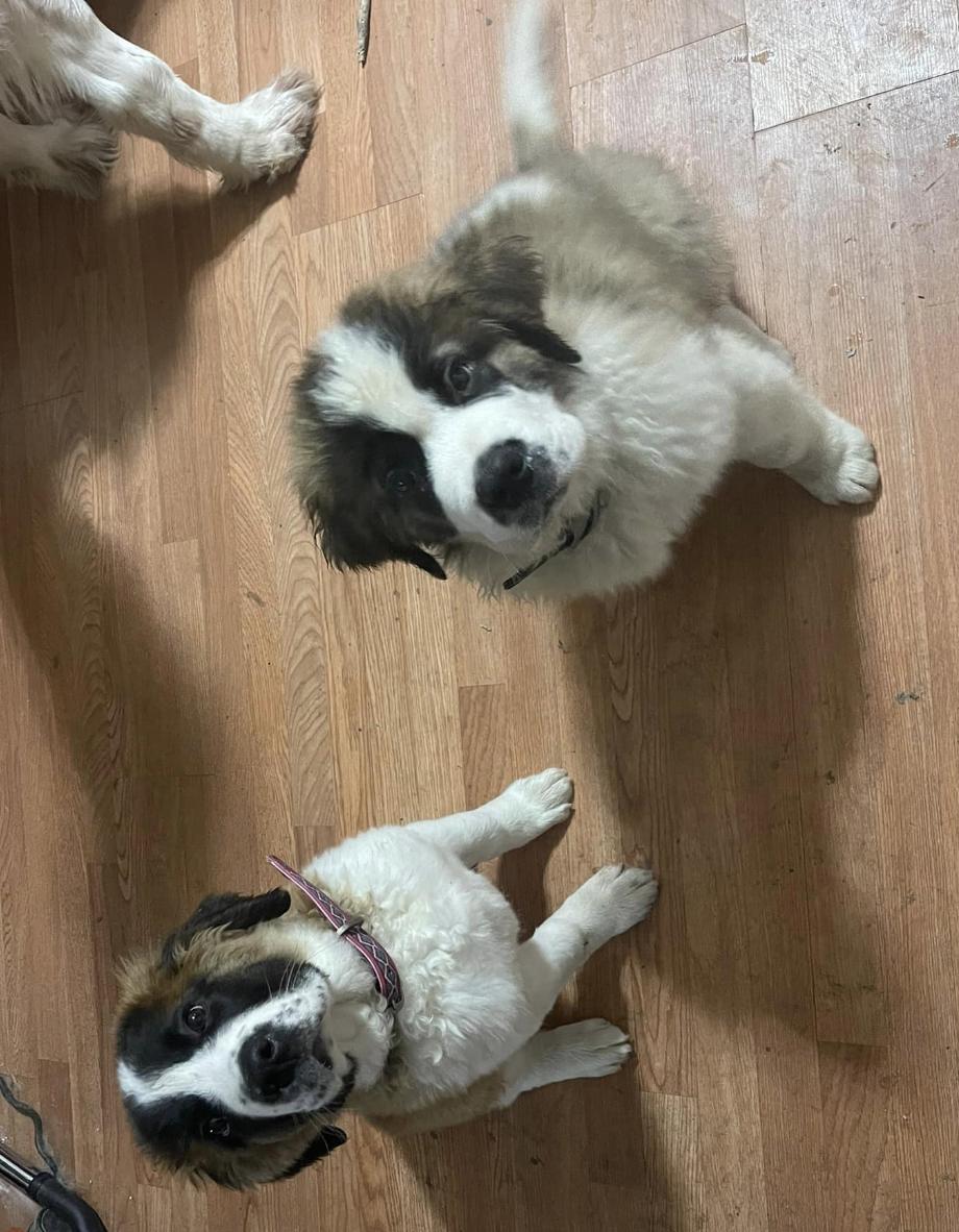 NEK Saints (Oh Boy Acres) in Vermont | Saint Bernard puppies | Good Dog