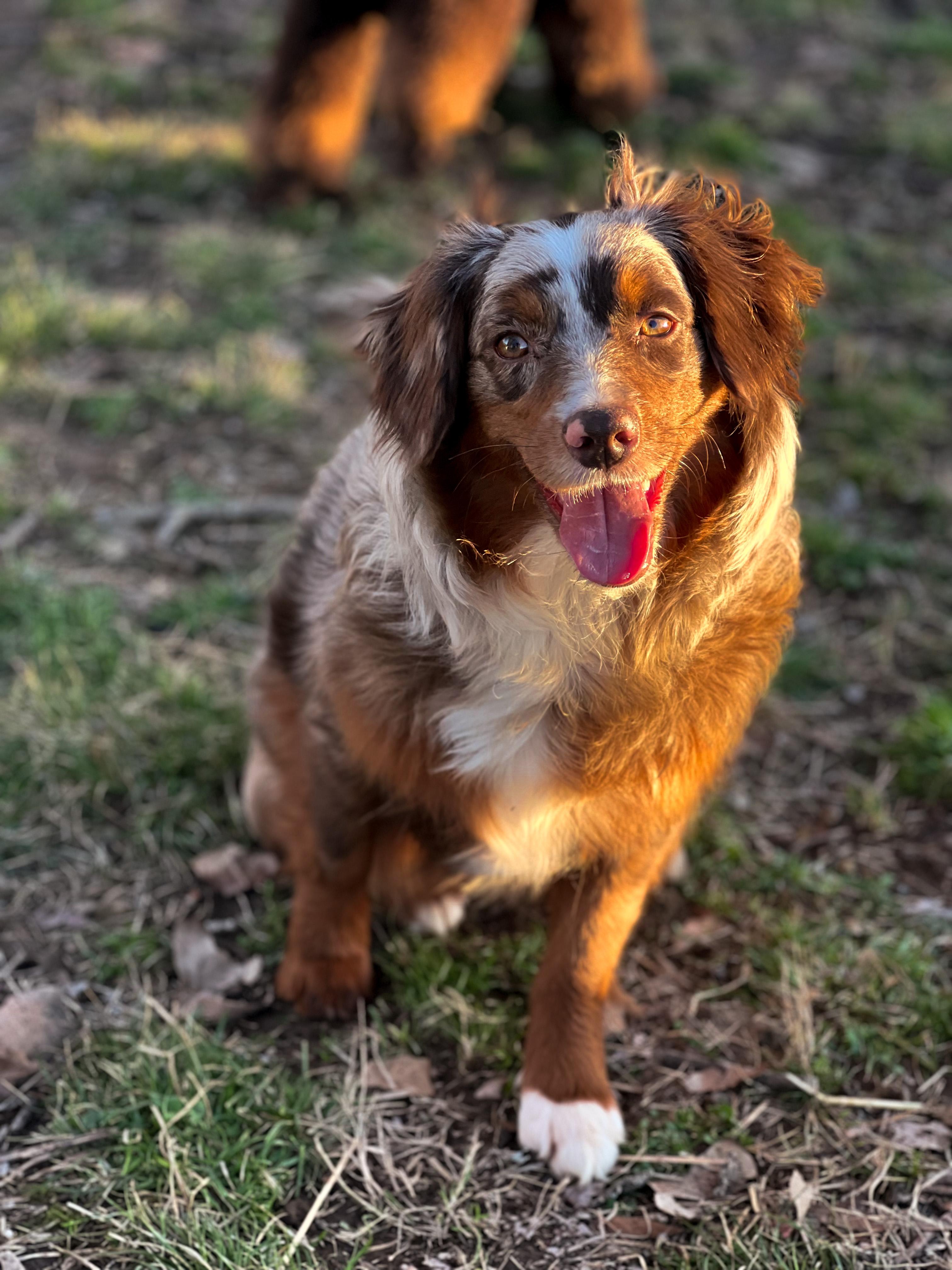 Copper Lane Aussies, Doodles & Cavapoos in Oklahoma | Cavapoo ...