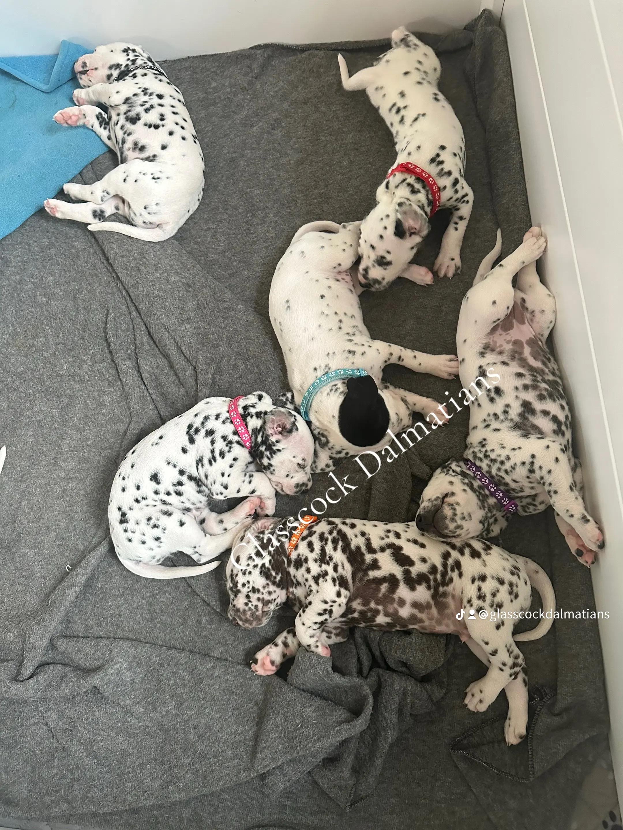Bri’s Spot Garden in Texas | Dalmatian puppies | Good Dog