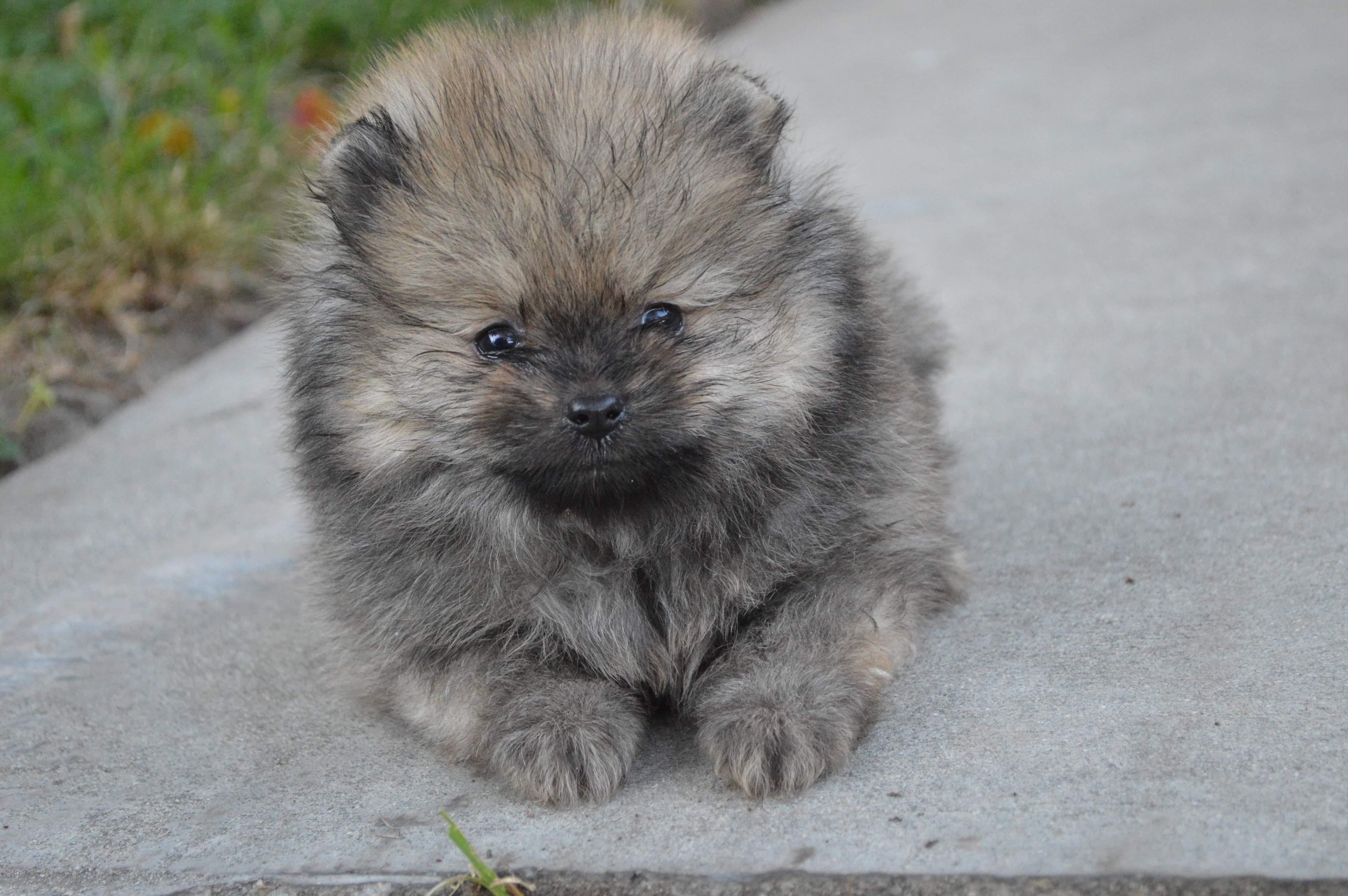 Amerys Poms in California | Pomeranian puppies | Good Dog