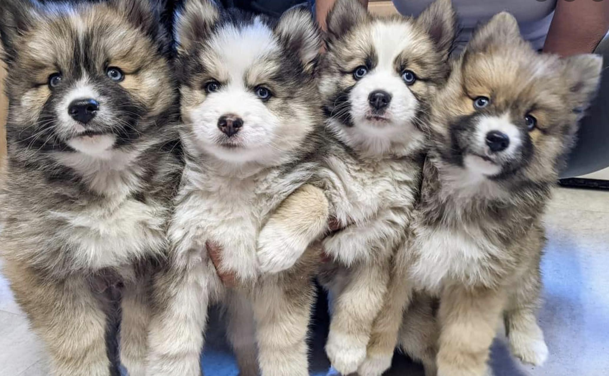 Schofield Homestead Pomsky's in Colorado | Pomsky puppies | Good Dog