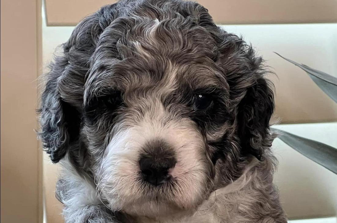 Doo Dah Doodle Pups in Kansas | Bernedoodle and Sheepadoodle puppies ...