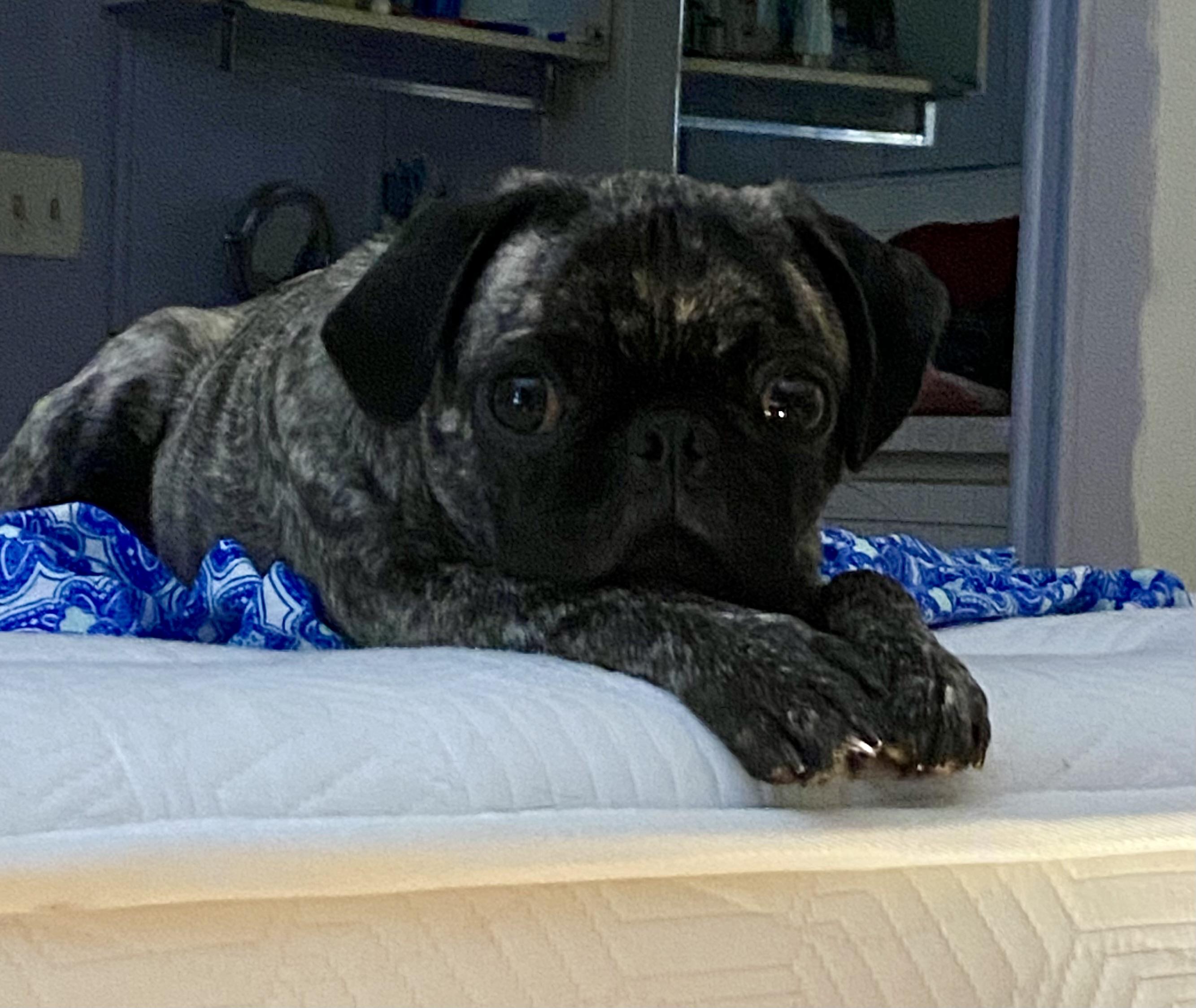 Marbled Munchkins in Florida | Pug puppies | Good Dog