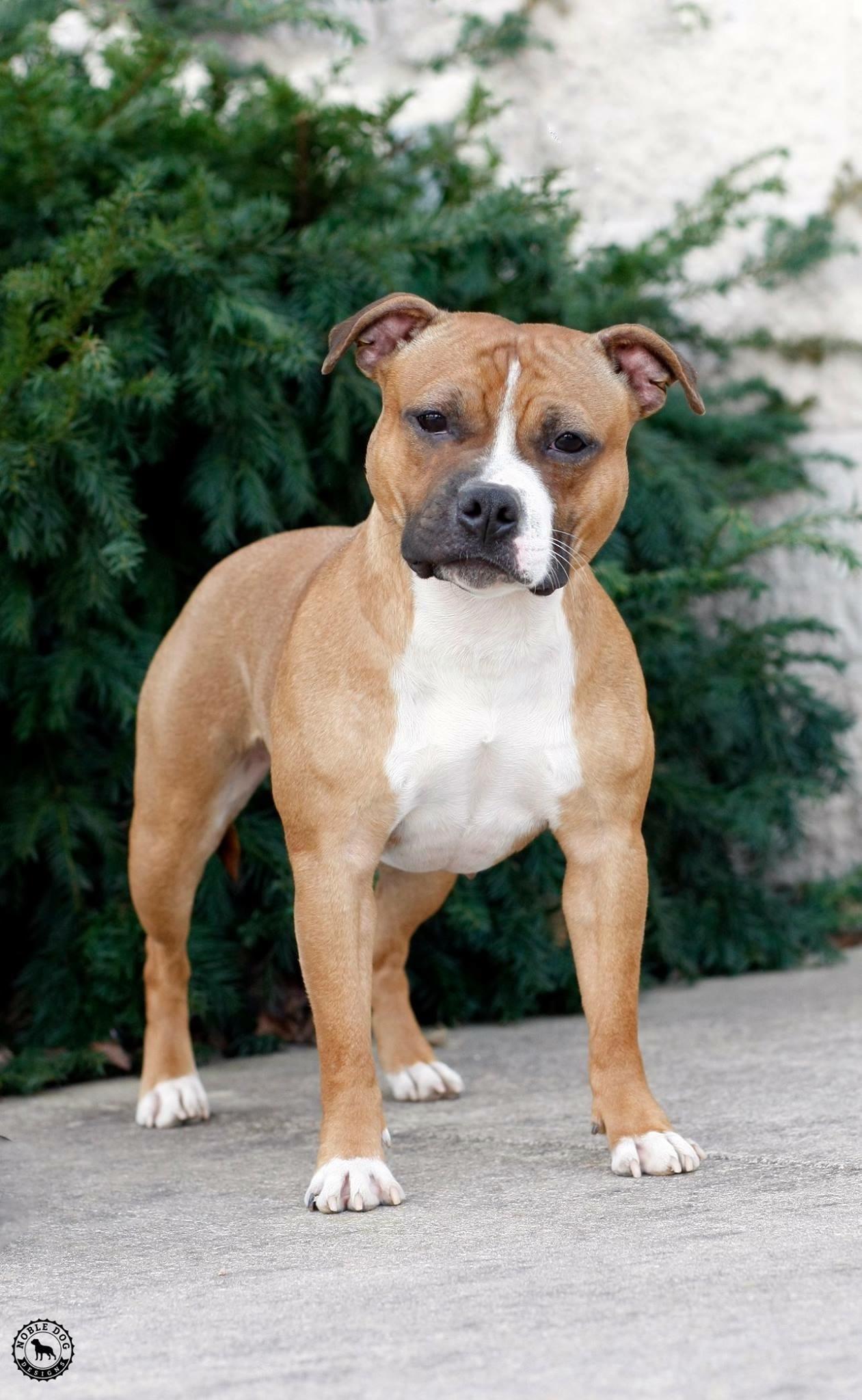 Moonstruck Staffords in Maryland | Staffordshire Bull Terrier puppies ...