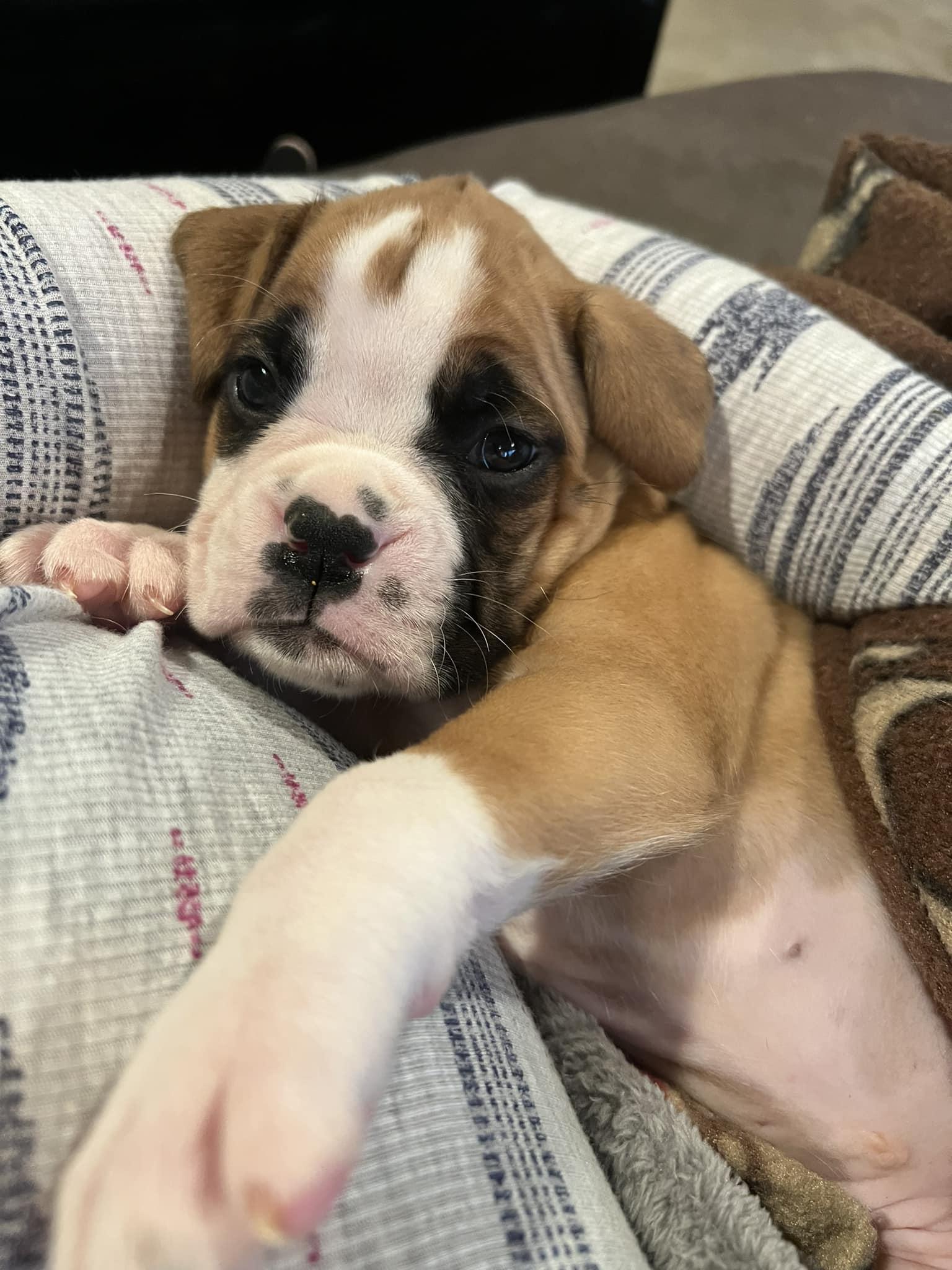 Corley's Capitol City Boxers in California | Boxer puppies | Good Dog