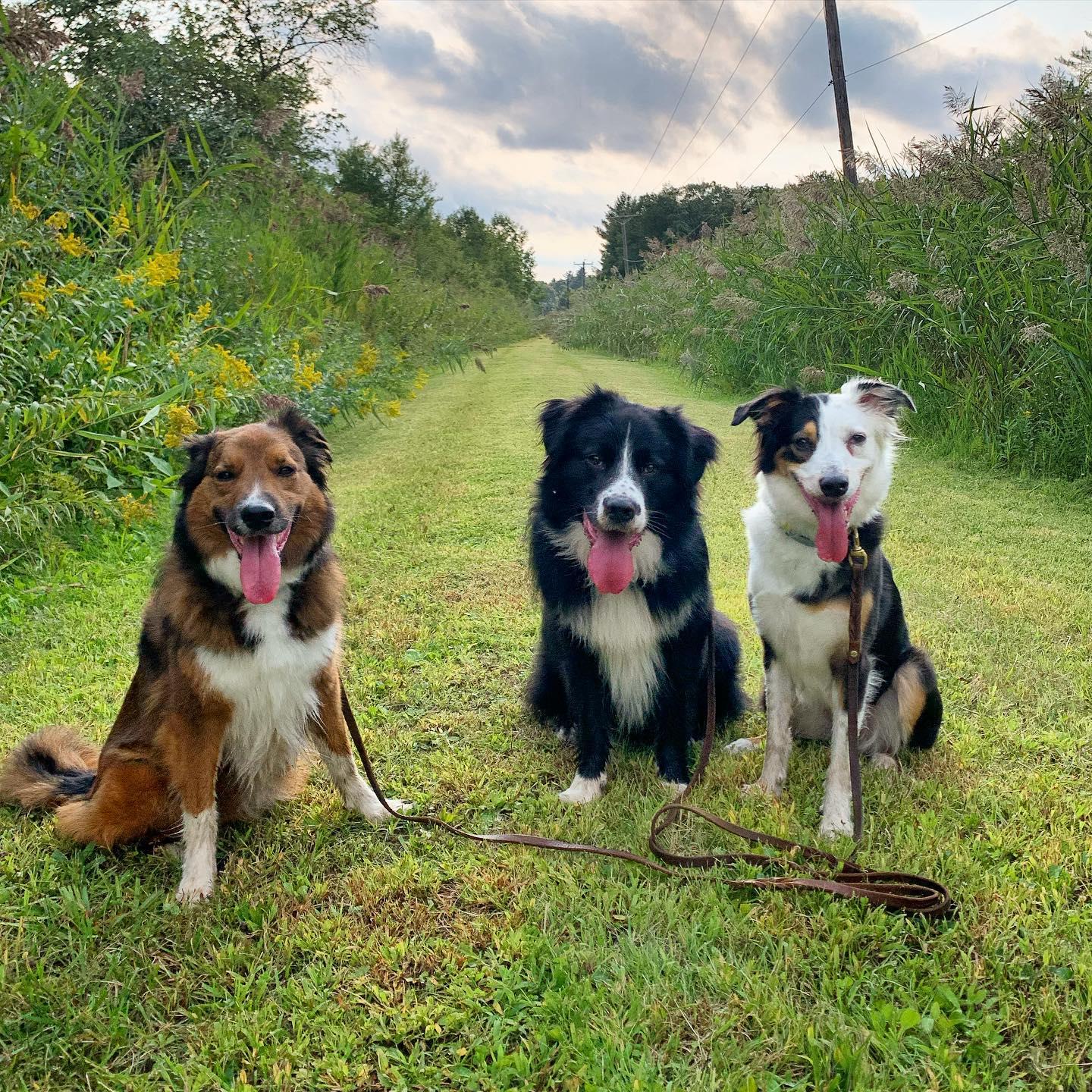 Steadfast English Shepherds in Connecticut | English Shepherd puppies ...