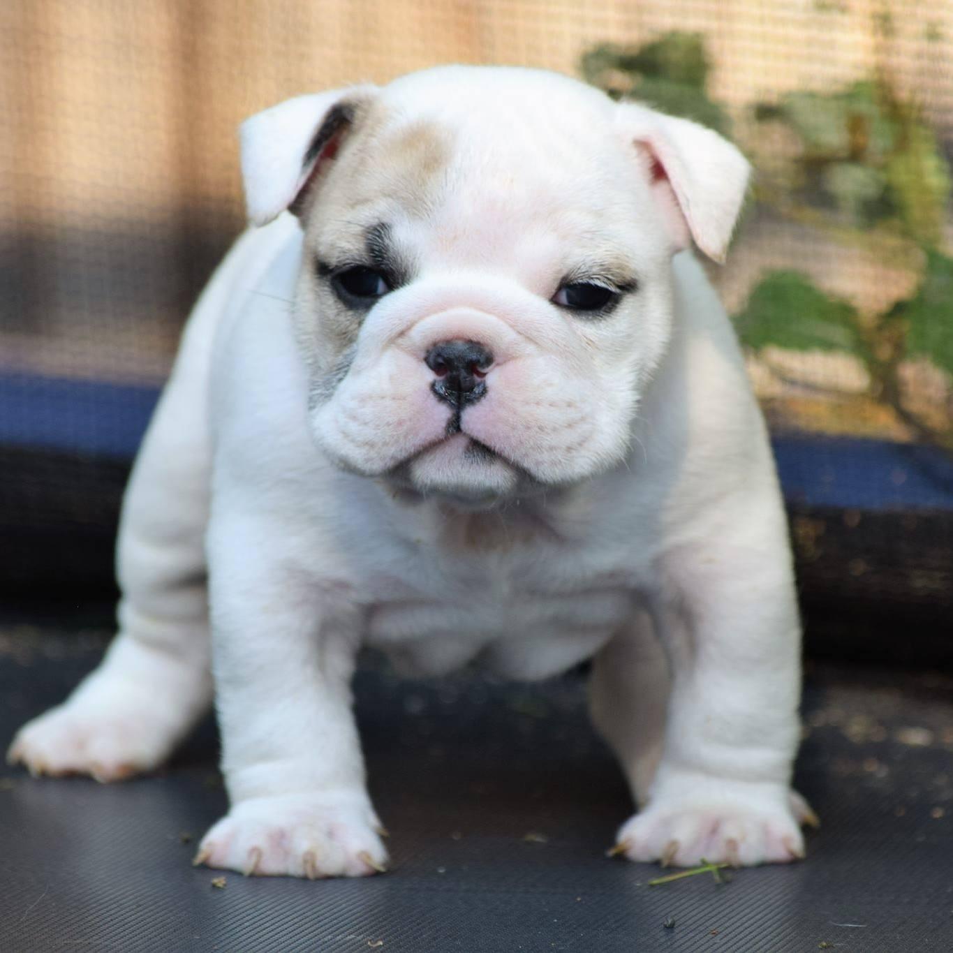 Bull Mountain Bulldogs in Montana | Bulldog puppies | Good Dog