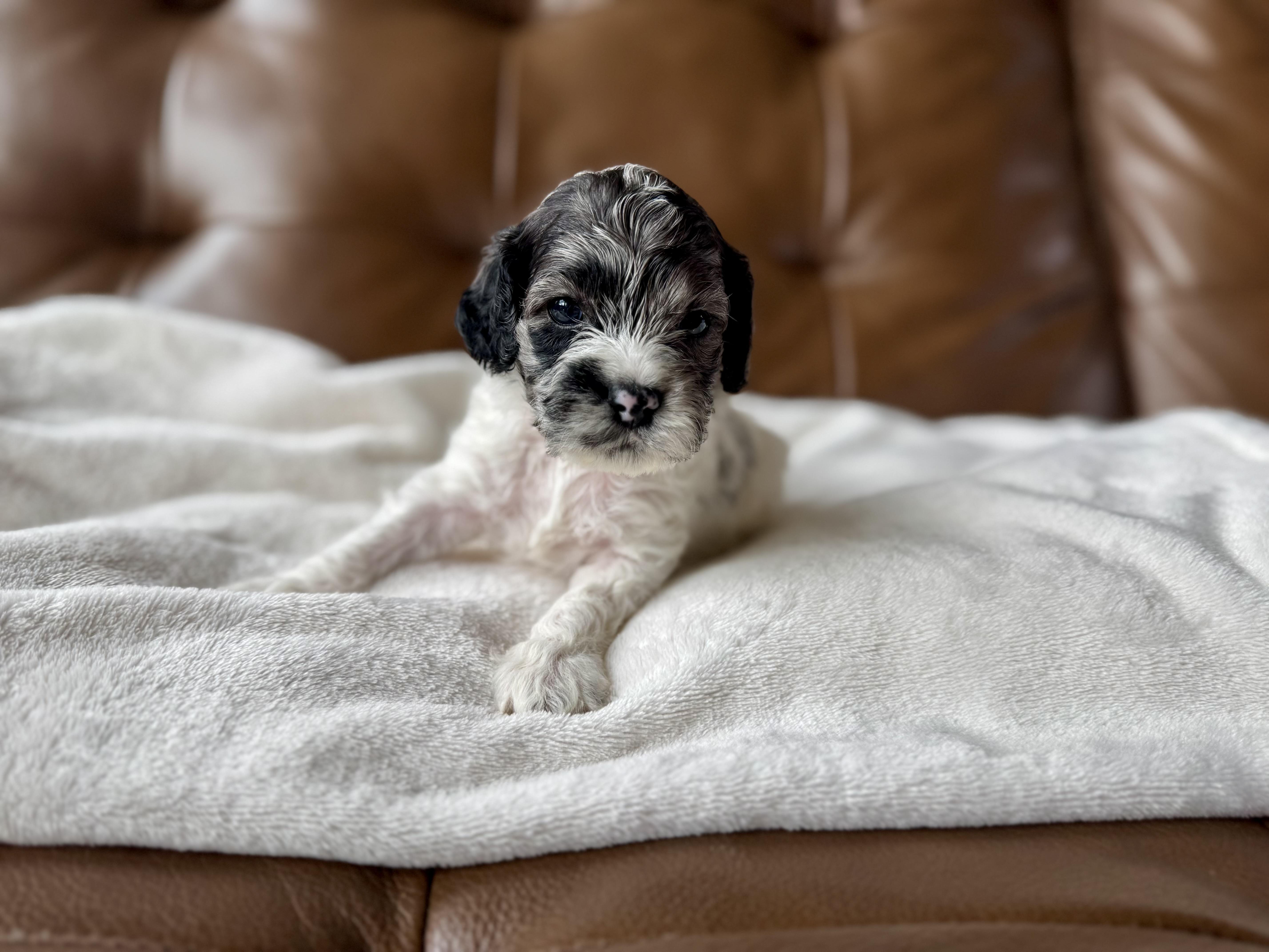 Sweet Tails in Indiana | Cockapoo, Cocker Spaniel or Poodle puppies ...