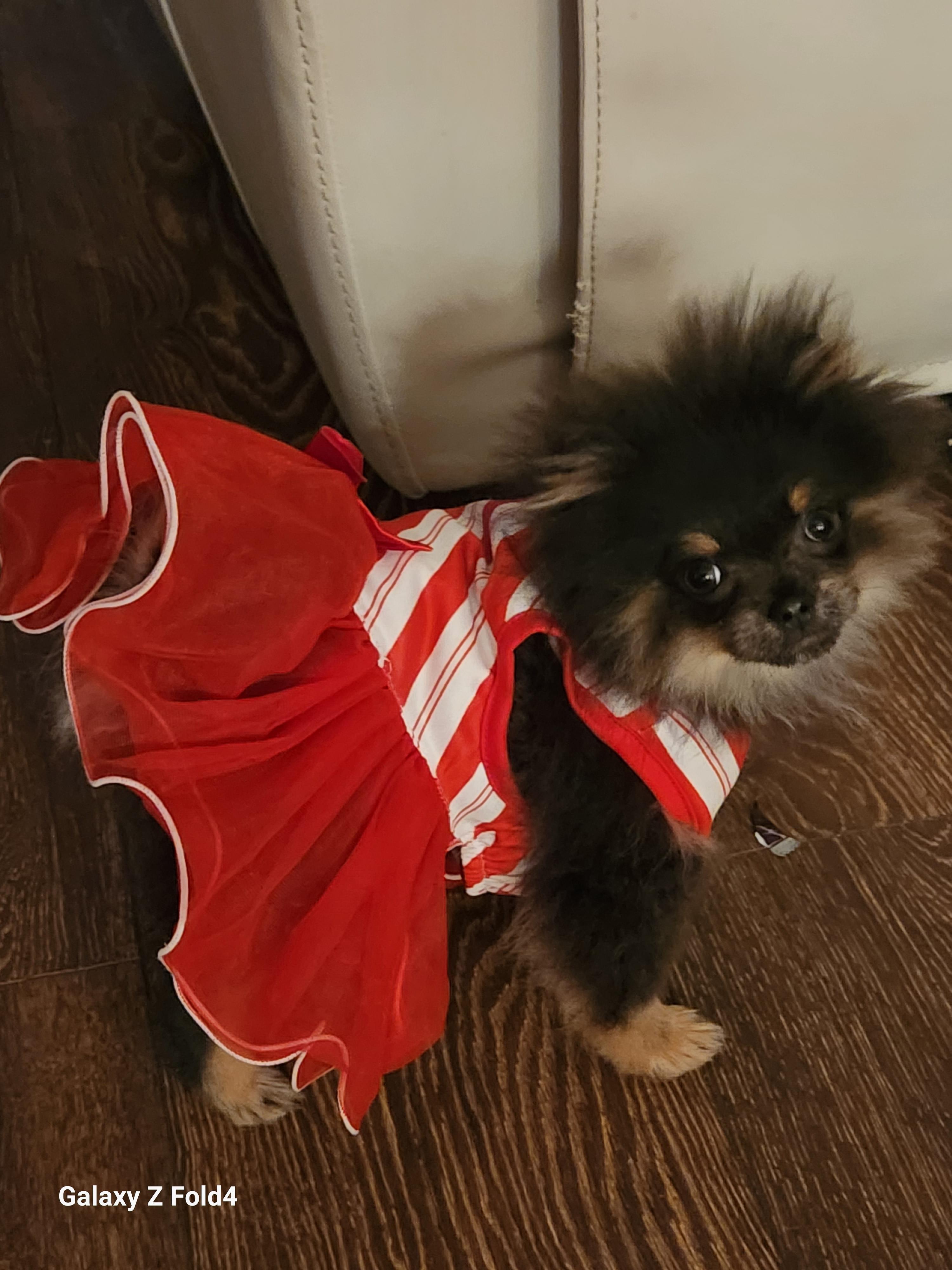 Boujee Puff Poms in Ohio | Pomeranian puppies | Good Dog