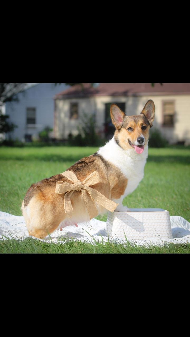 Little Creek Corgis in Kansas | Pembroke Welsh Corgi puppies | Good Dog