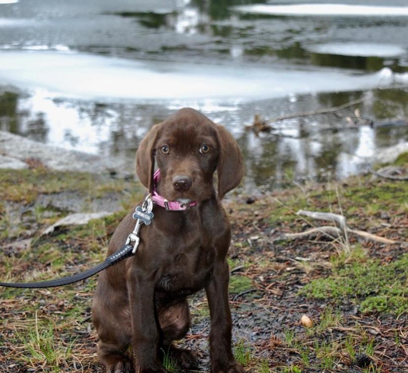 Down River Gun Dogs in Idaho | Pudelpointer puppies | Good Dog