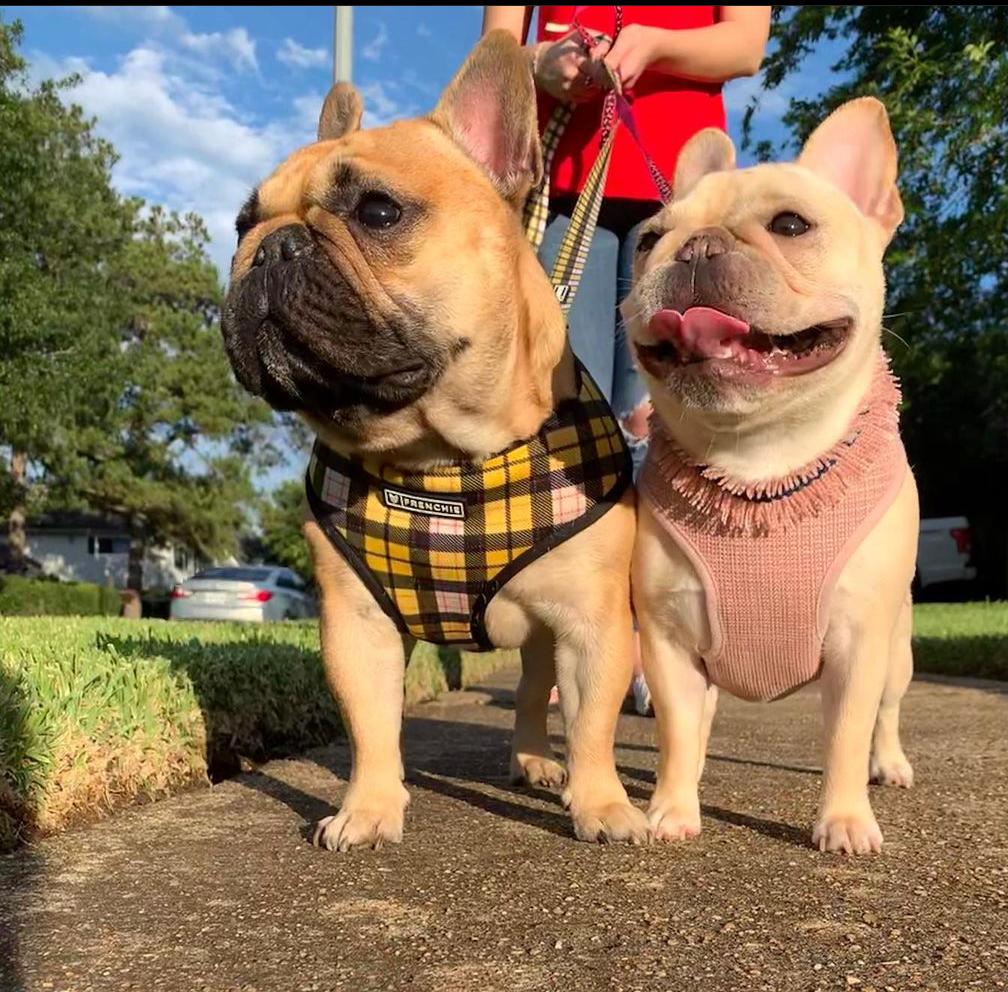 My Beloved Frenchies in Texas | French Bulldog puppies | Good Dog