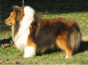 Fauna Shelties in Texas | Shetland Sheepdog puppies | Good Dog