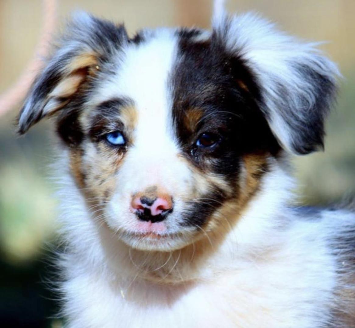 Standing S Mini Aussies & Mini Ranch Dachshunds in Texas | Miniature ...