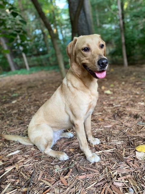 Jackson Woods Labradors in North Carolina | Labrador Retriever puppies ...