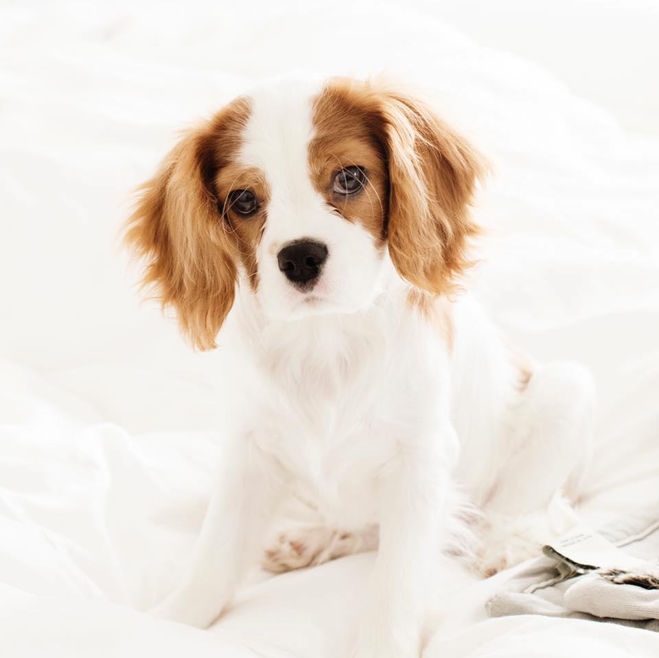 Pine Haven Cavaliers in Iowa | Cavalier King Charles Spaniel puppies | Good Dog