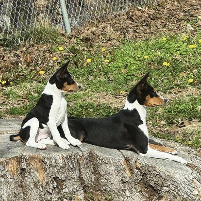 Malachite Basenjis in Texas | Basenji puppies | Good Dog