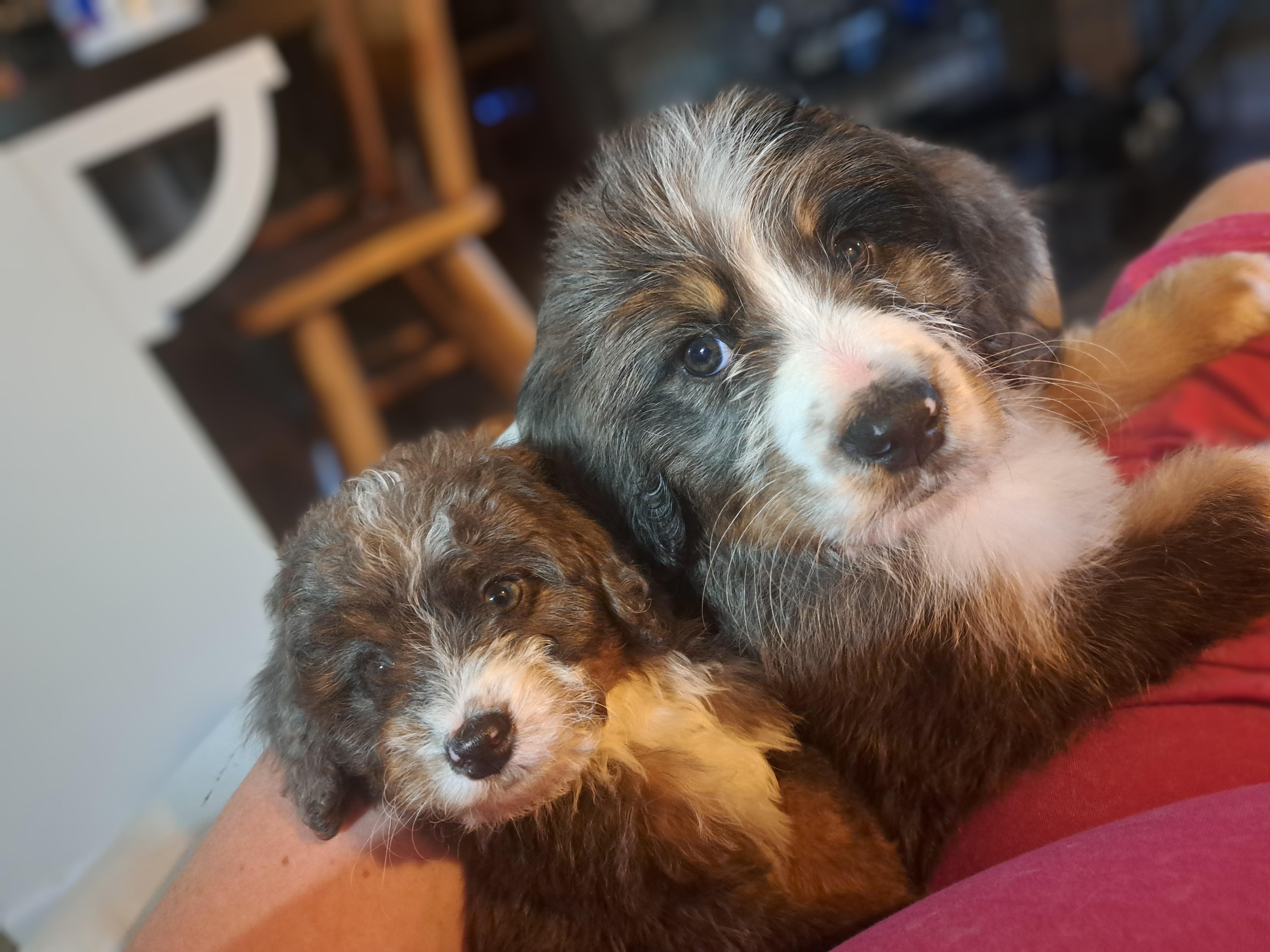 Williams Lake Doodles in Alabama | Bernedoodle, Goldendoodle, Poodle or ...