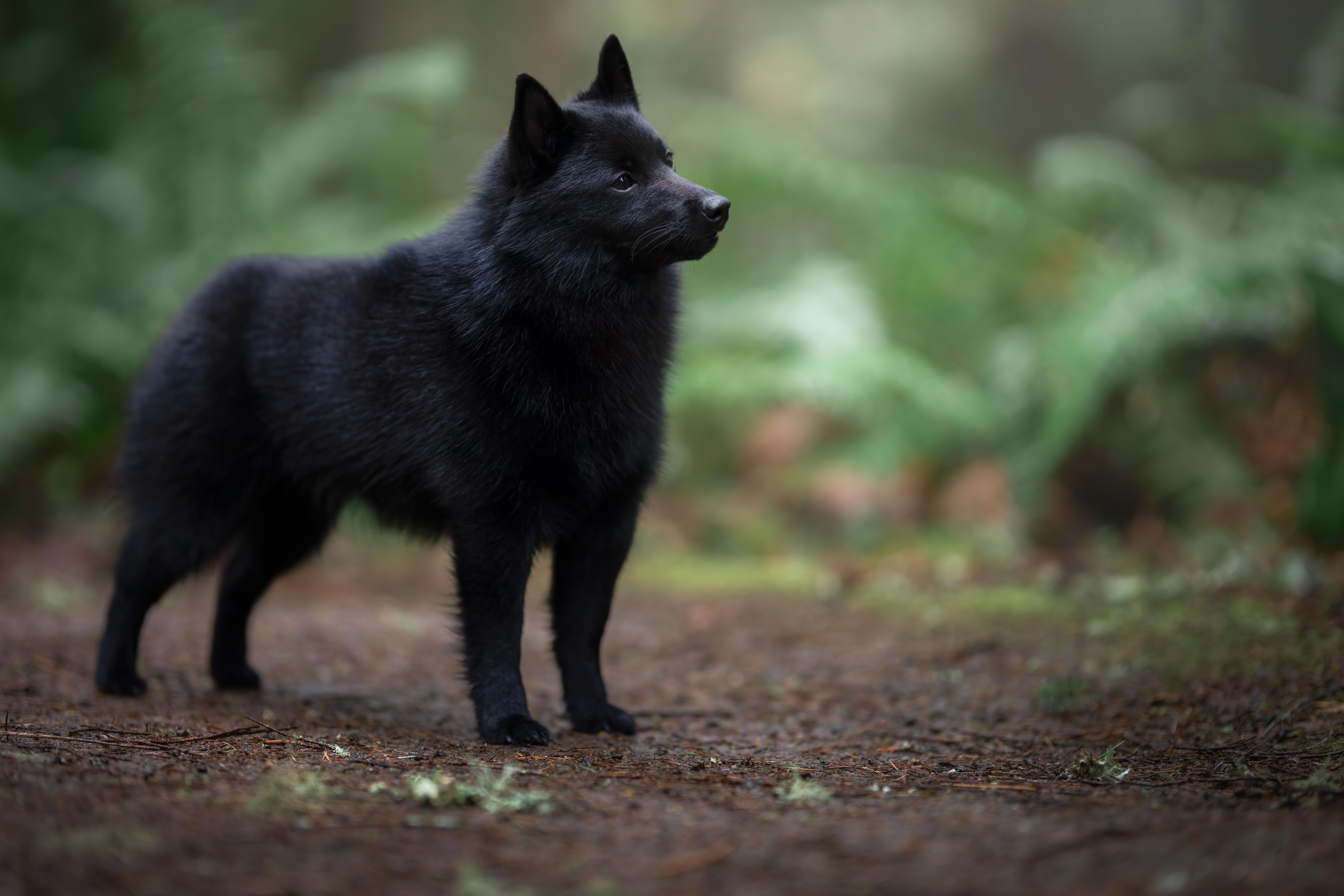 Dashing Schipperkes in Washington | Schipperke puppies | Good Dog