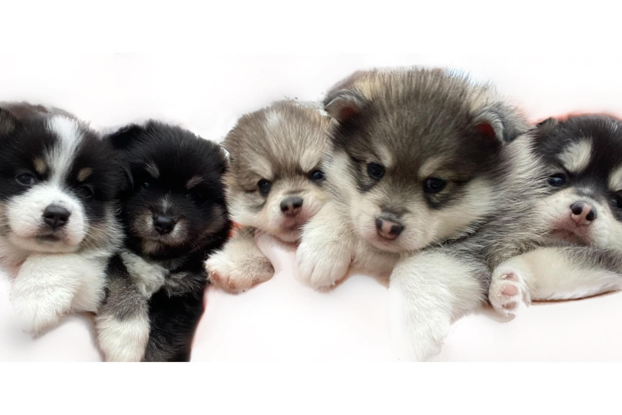 My Half Pint Pups in Michigan | Pomsky puppies | Good Dog