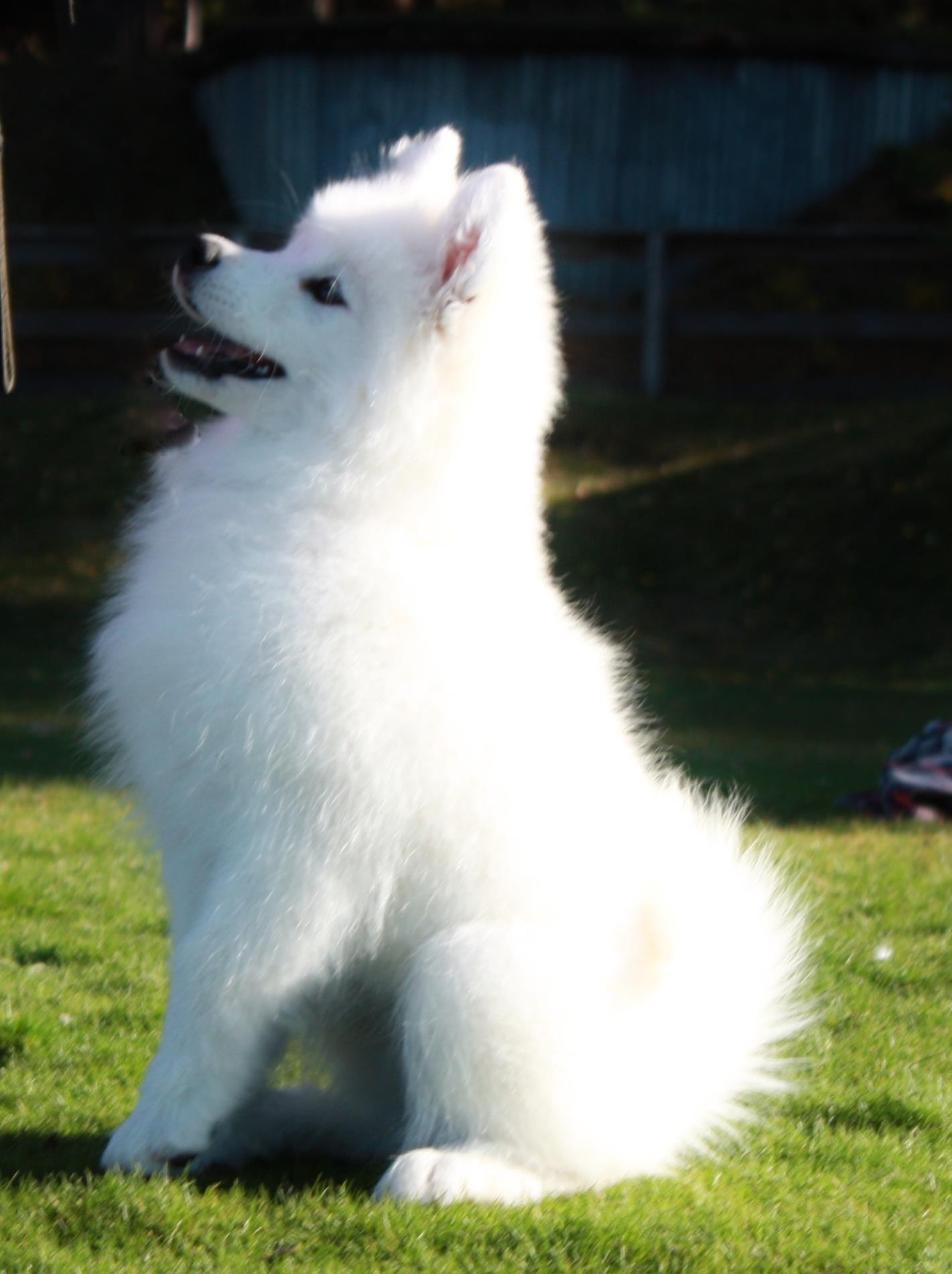 Ann Cozzi's Samoyeds in Oregon | Samoyed puppies | Good Dog