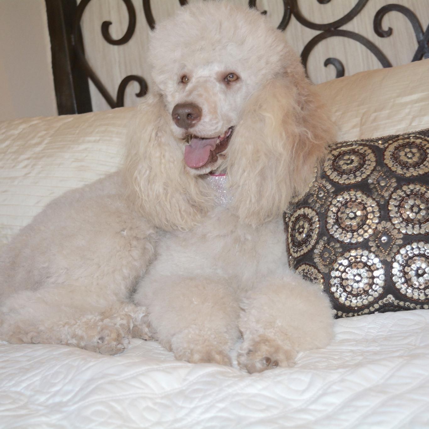 Designer Doodles and Poodles in Arizona | Poodle puppies | Good Dog
