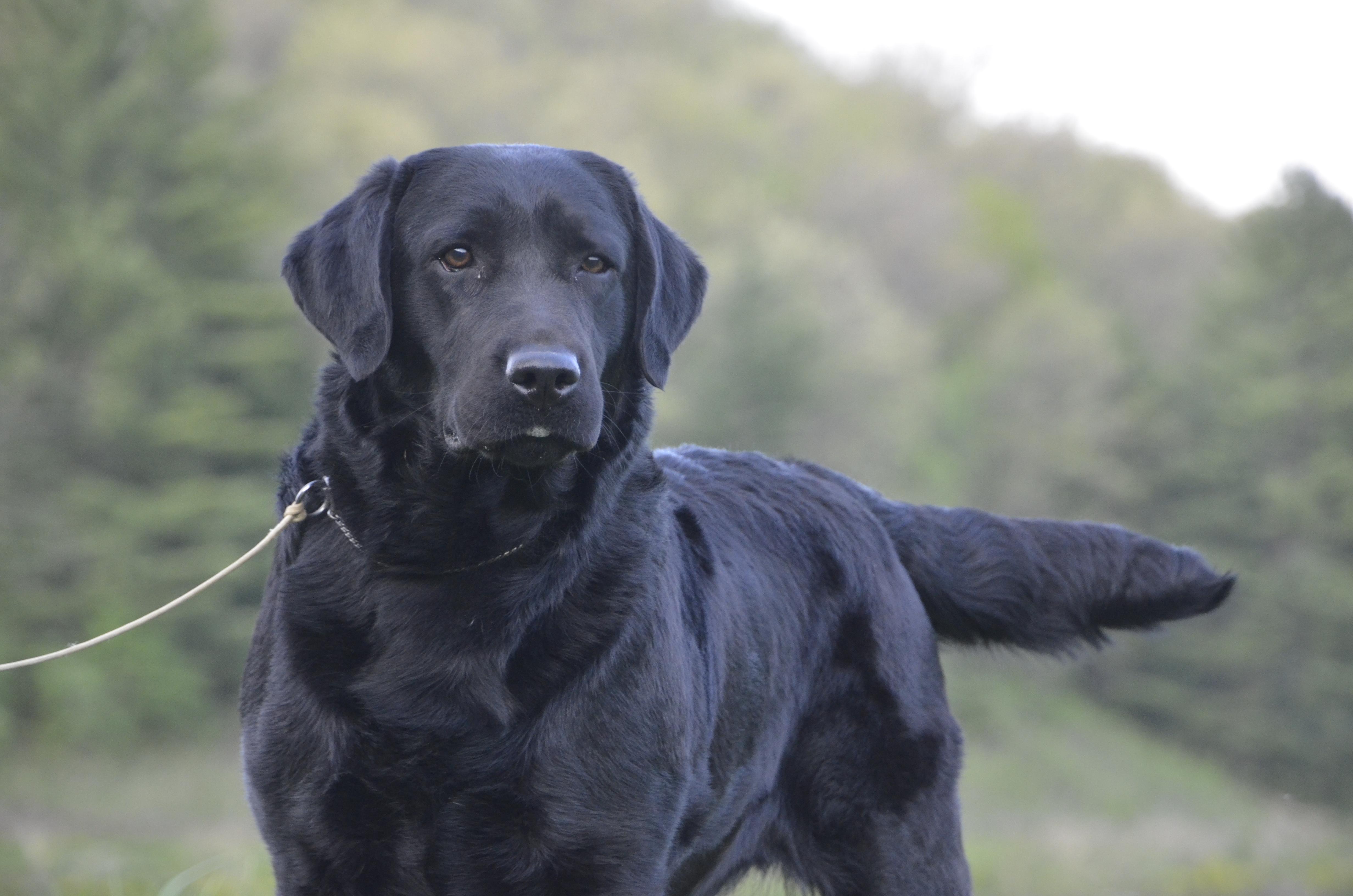 Riverine Retrievers in Wisconsin | Labrador Retriever puppies | Good Dog