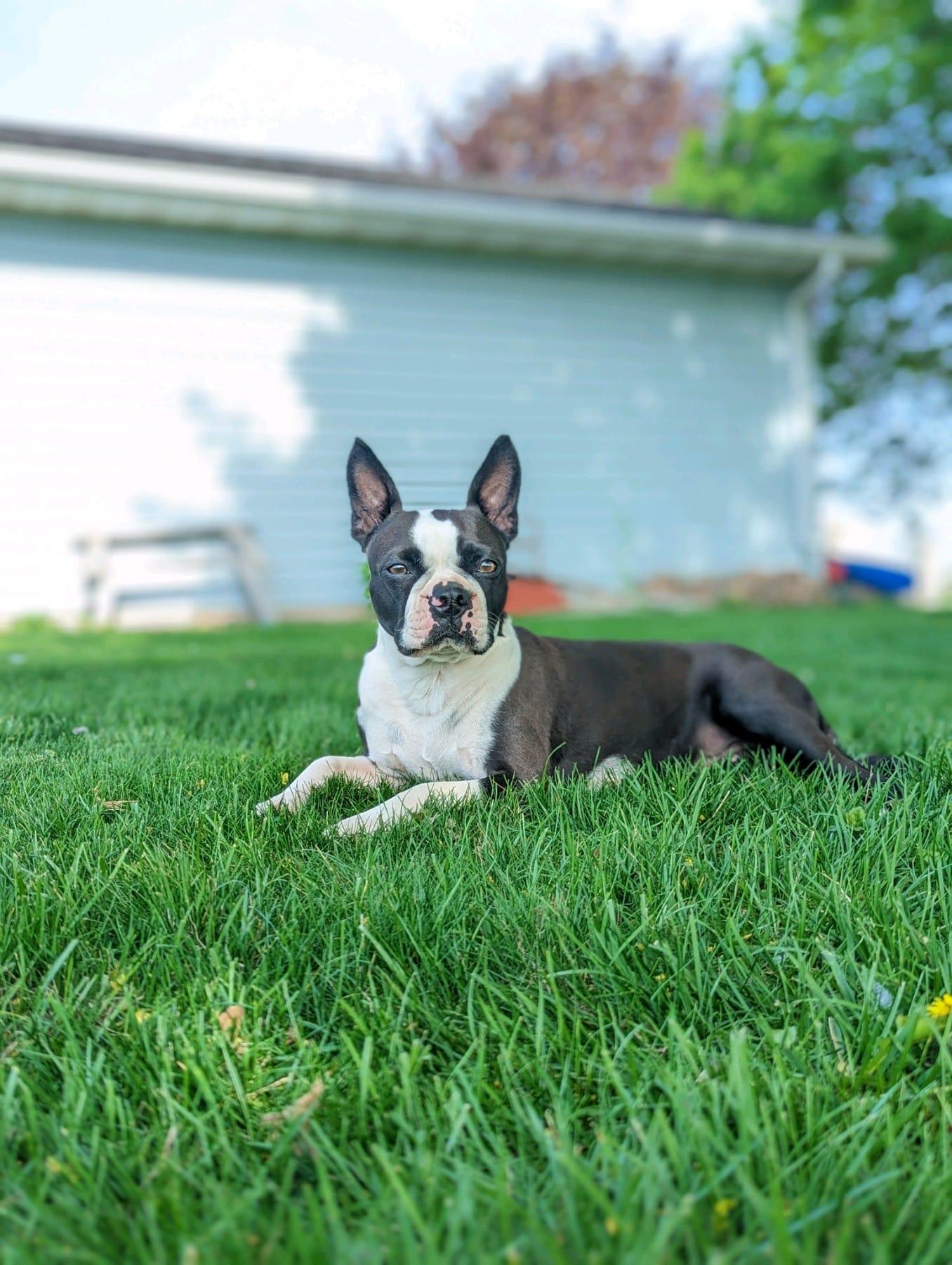 Royal Boston's in Pennsylvania | Boston Terrier puppies | Good Dog