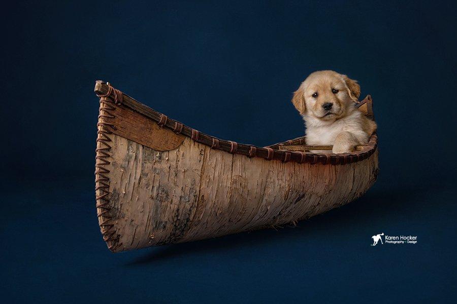 Royal River Retrievers in Maine | Golden Retriever puppies | Good Dog