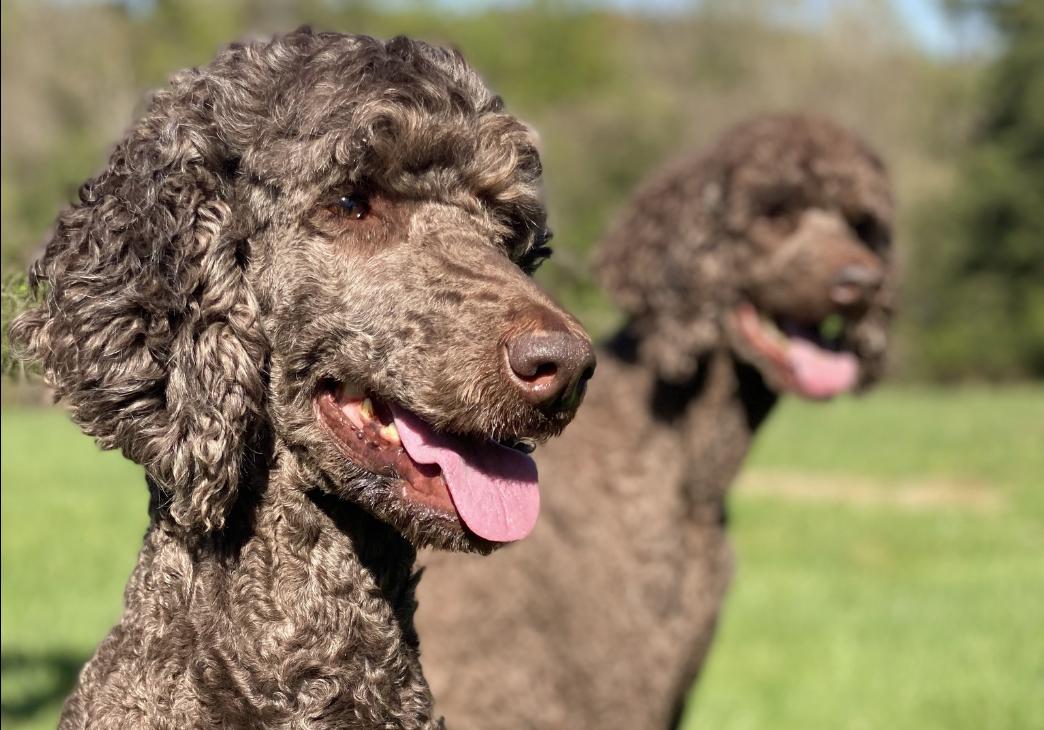 Goode Standards in Virginia | Poodle puppies | Good Dog