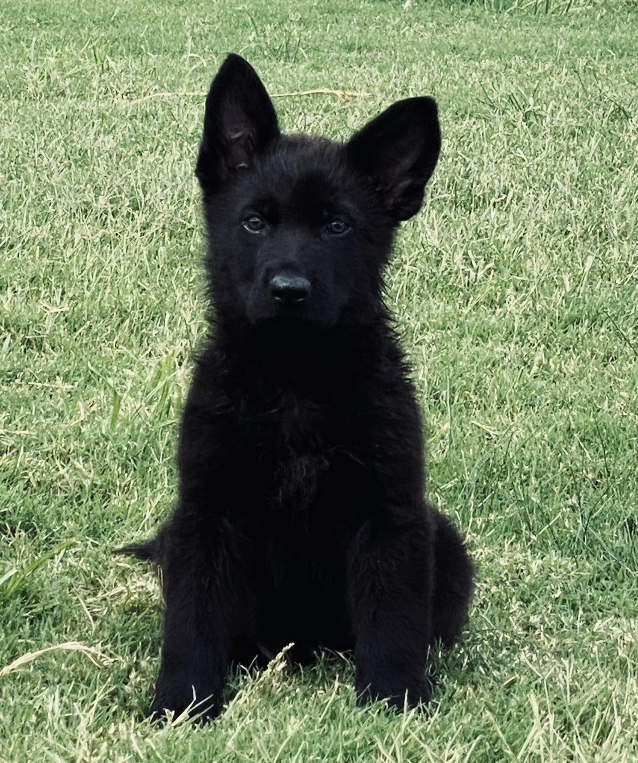 Haus der Monster in Montana | German Shepherd puppies | Good Dog