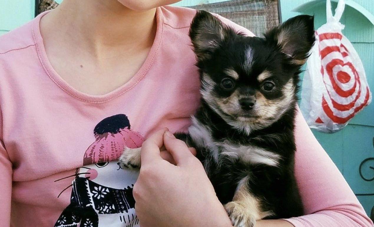 Gratom in Texas | Chihuahua puppies | Good Dog