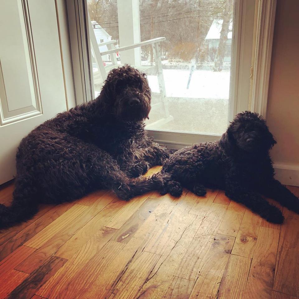 Stonegate Labradoodles in New York | Labradoodle and Australian ...