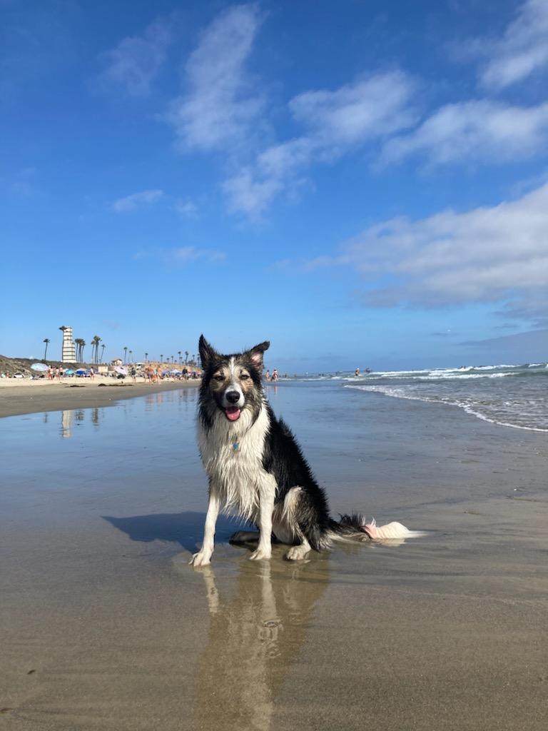 Rena’s Borders in California | Border Collie puppies | Good Dog