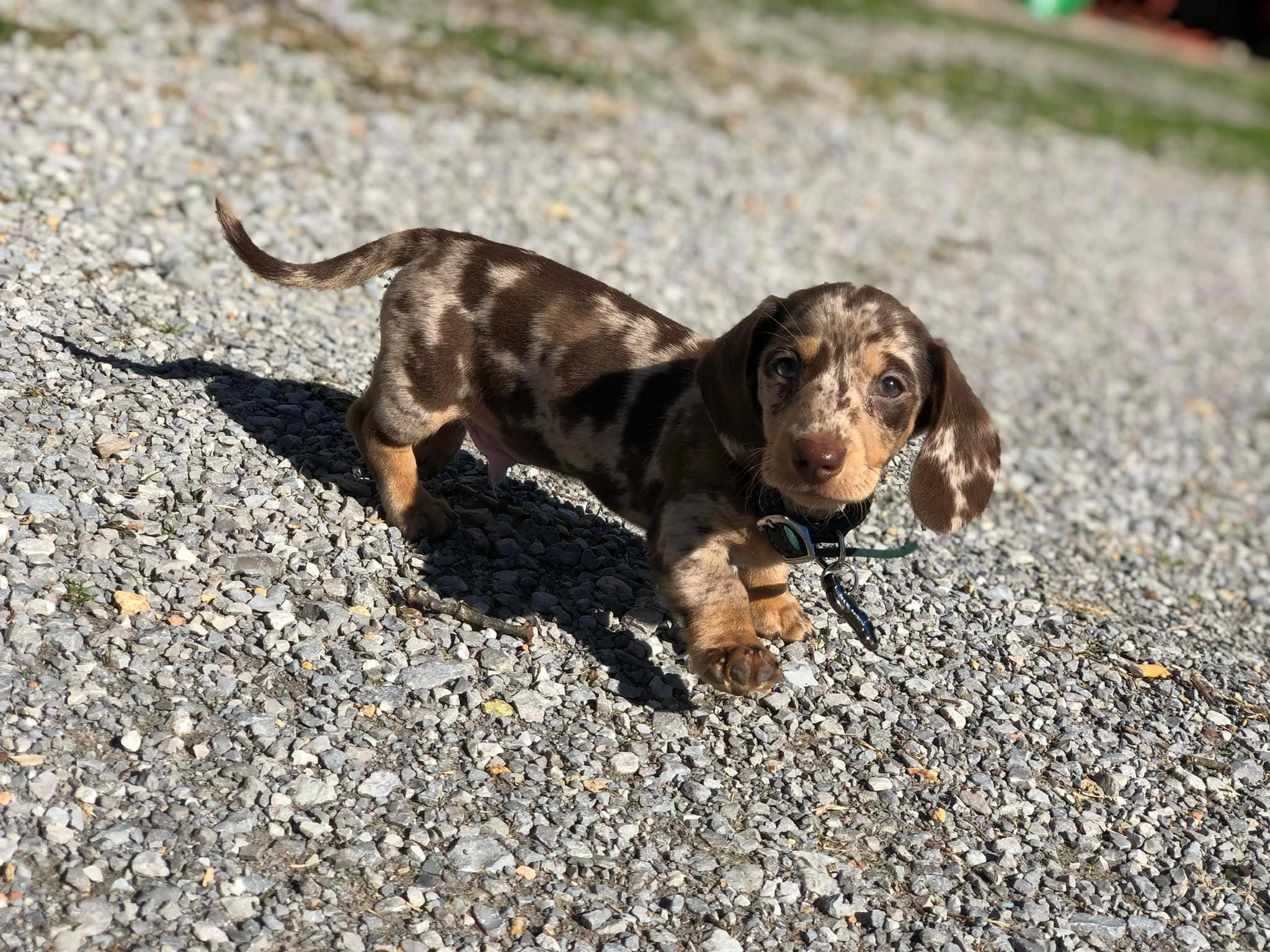 Warricks Wild Weenies in Tennessee | Dachshund puppies | Good Dog