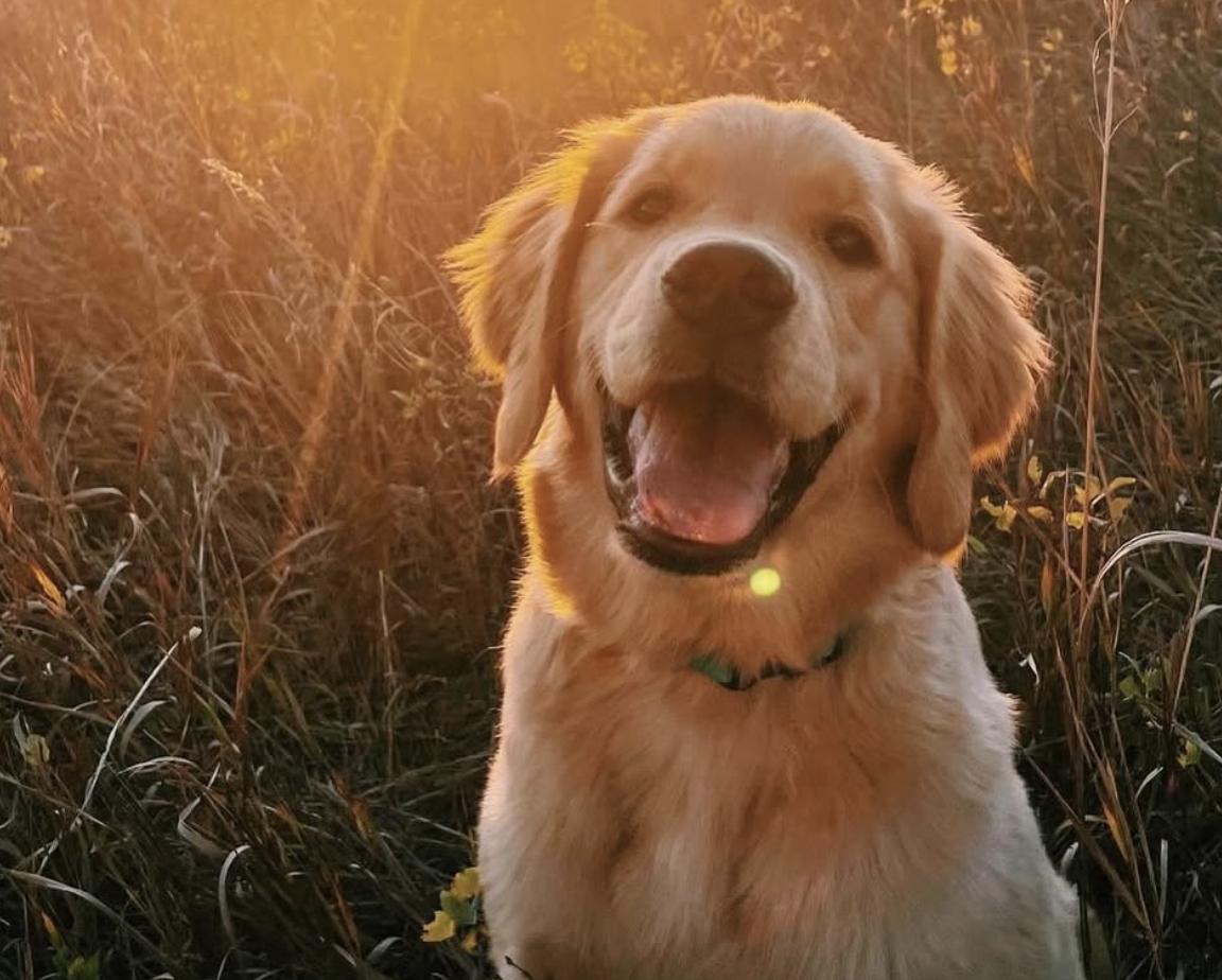 LoneTree Retrievers in North Dakota | Golden Retriever and Labrador ...