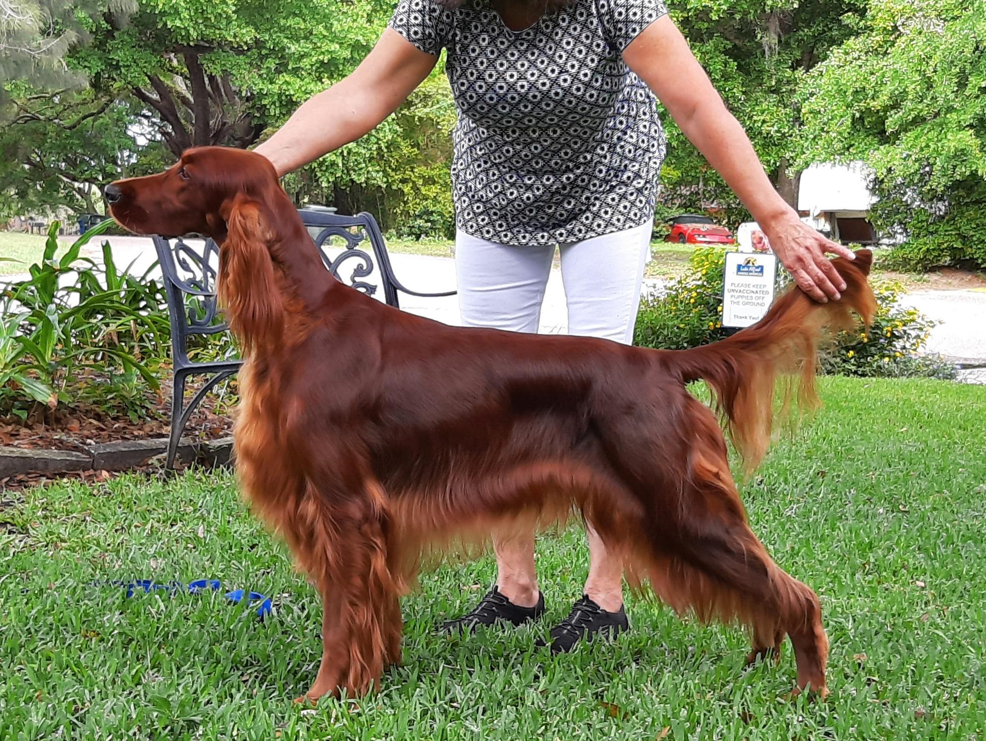 MJ's Small Town Irish Setters in Texas | Irish Setter puppies | Good Dog