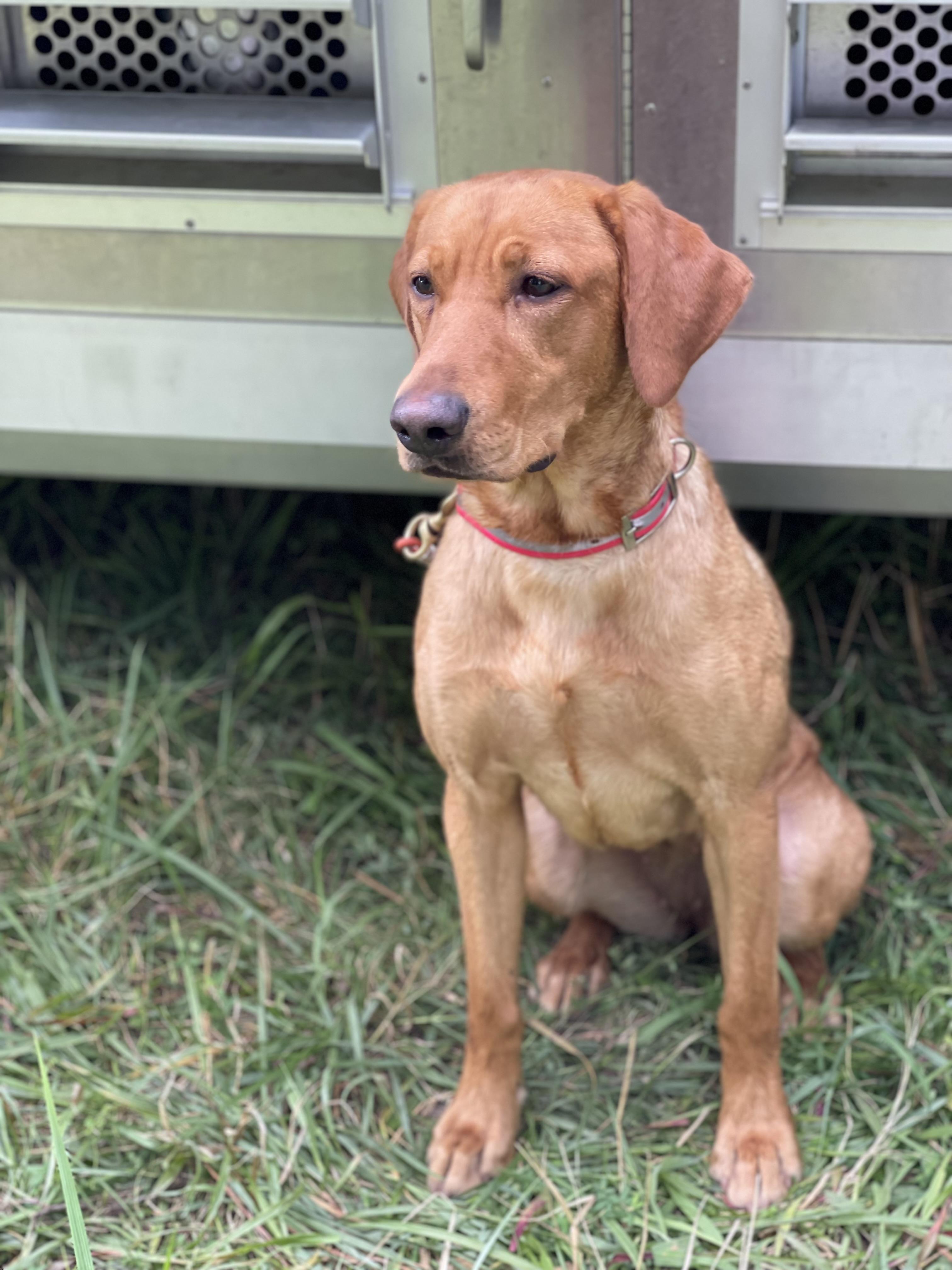 Oak Hollow Retrievers in Virginia | Labrador Retriever puppies | Good Dog