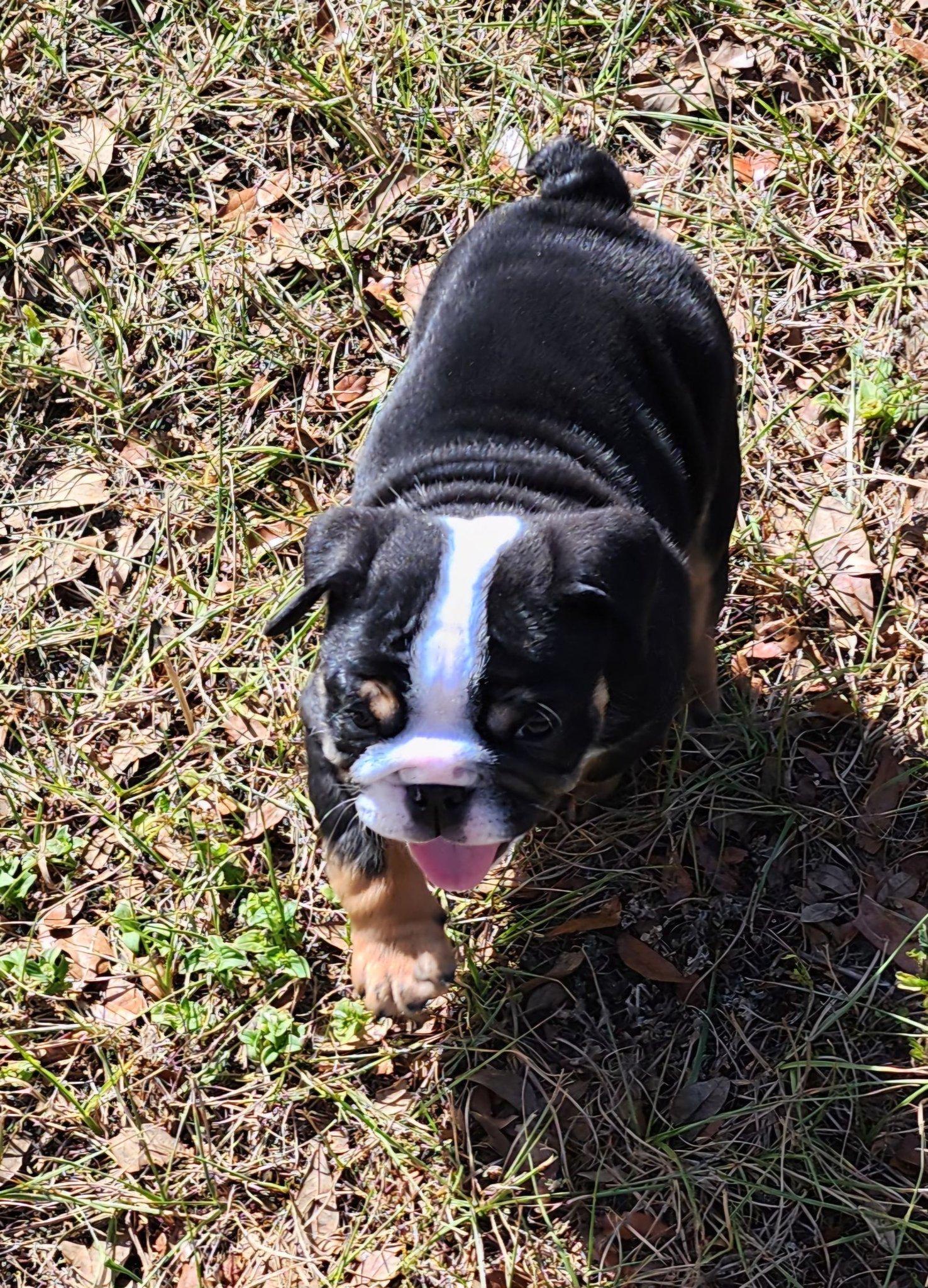 Adorable Bulldogs in Florida | Bulldog puppies | Good Dog