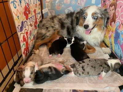 Legacy Mini Aussies in Oklahoma | Miniature Australian Shepherd and Toy ...