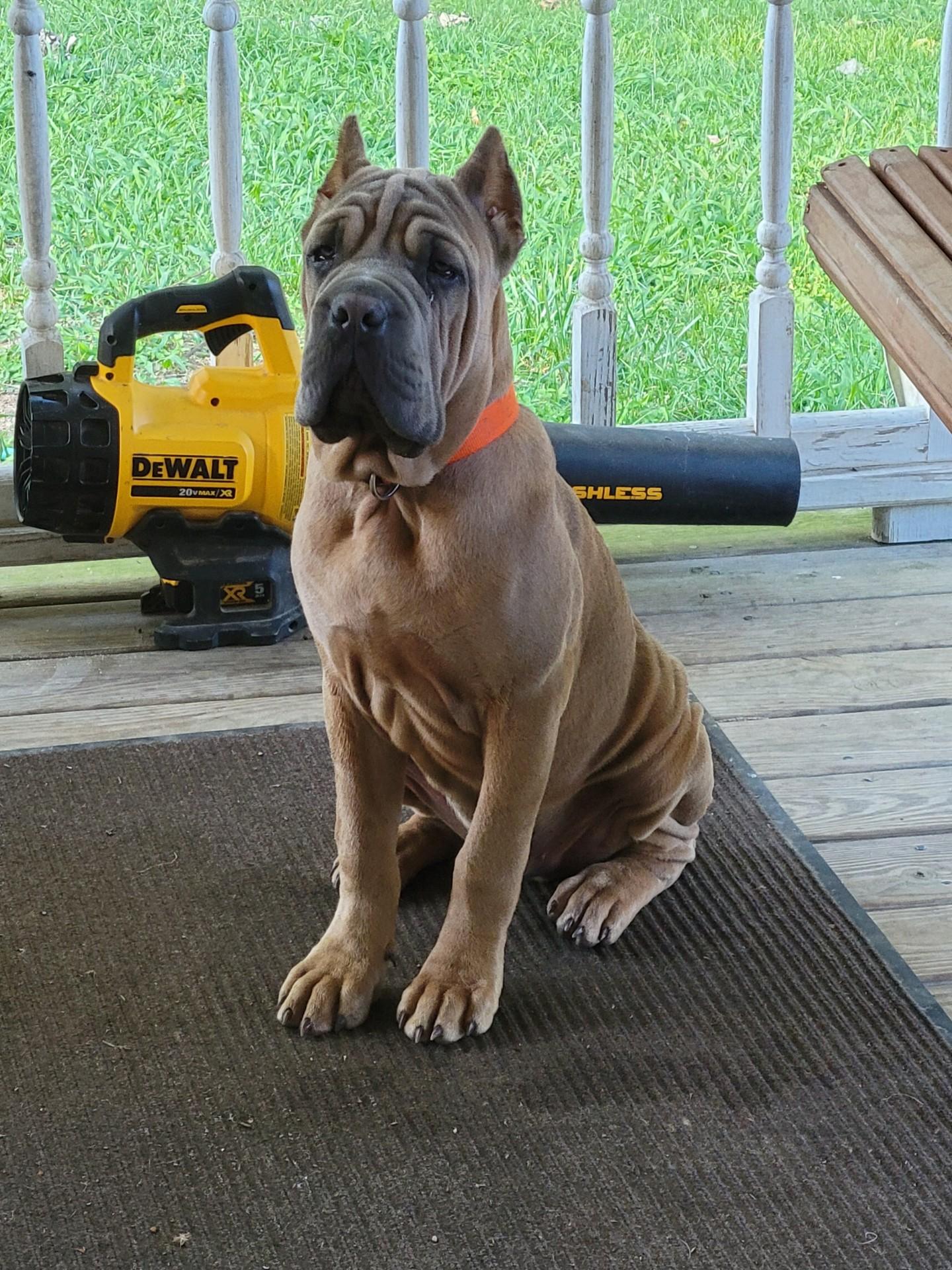 Hidden Lake Kennel in Indiana | Cane Corso puppies | Good Dog
