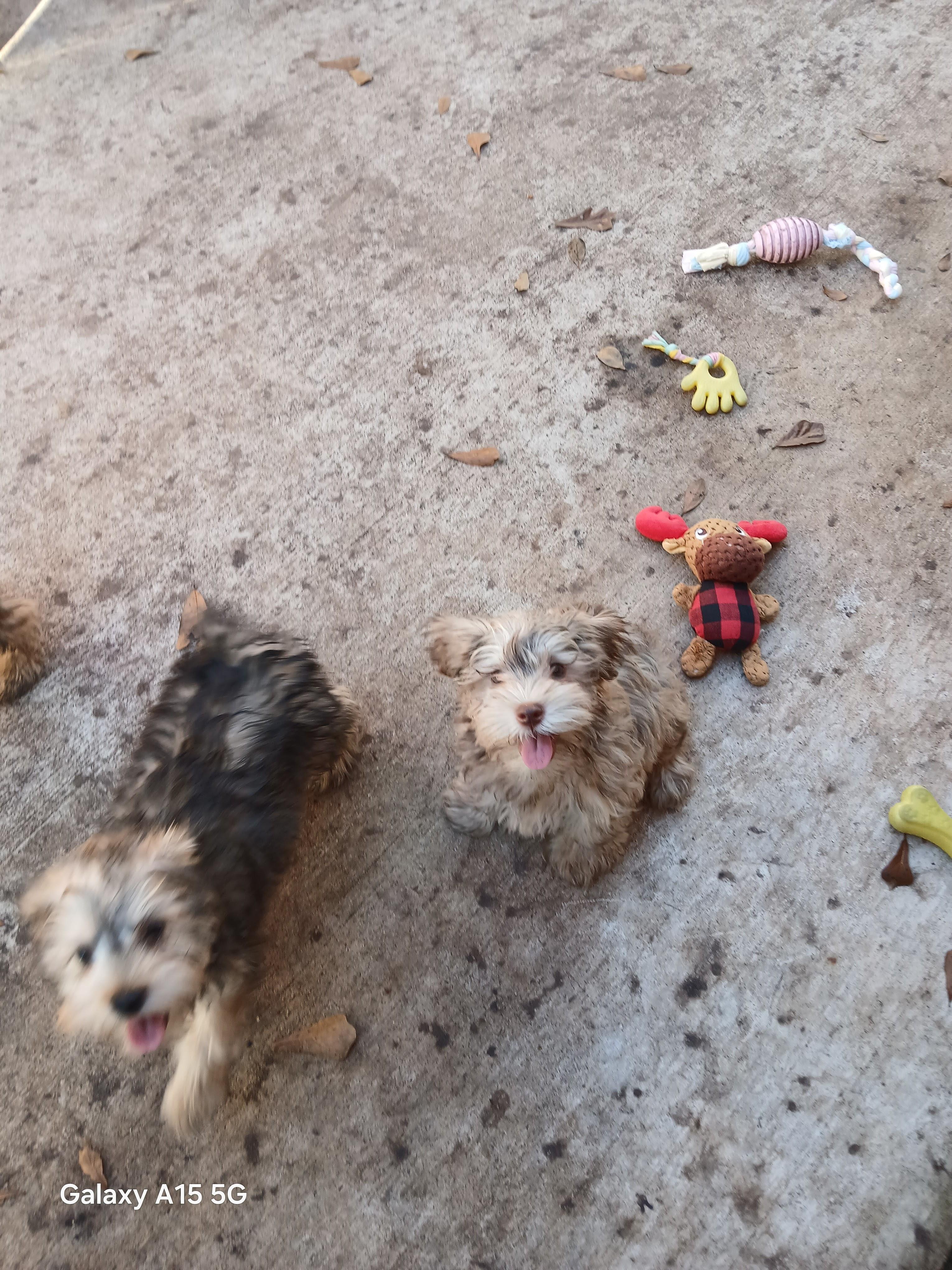 Fancy SNORKIES in Mississippi | Companion Cross puppies | Good Dog