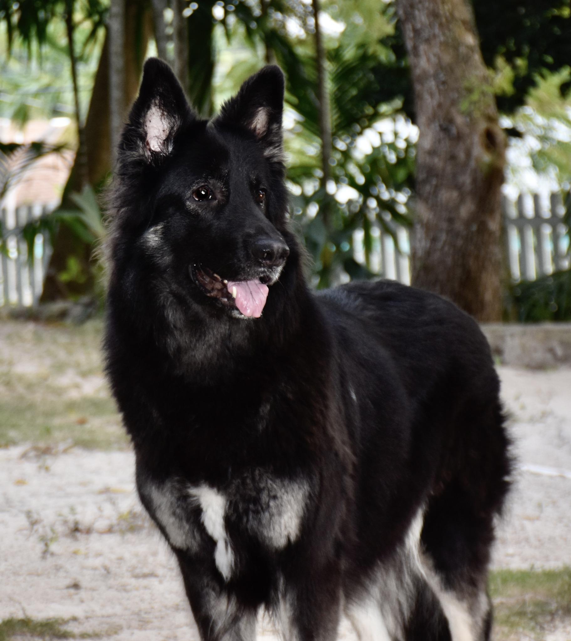 Island Shilohs in New Jersey | Shiloh Shepherd puppies | Good Dog