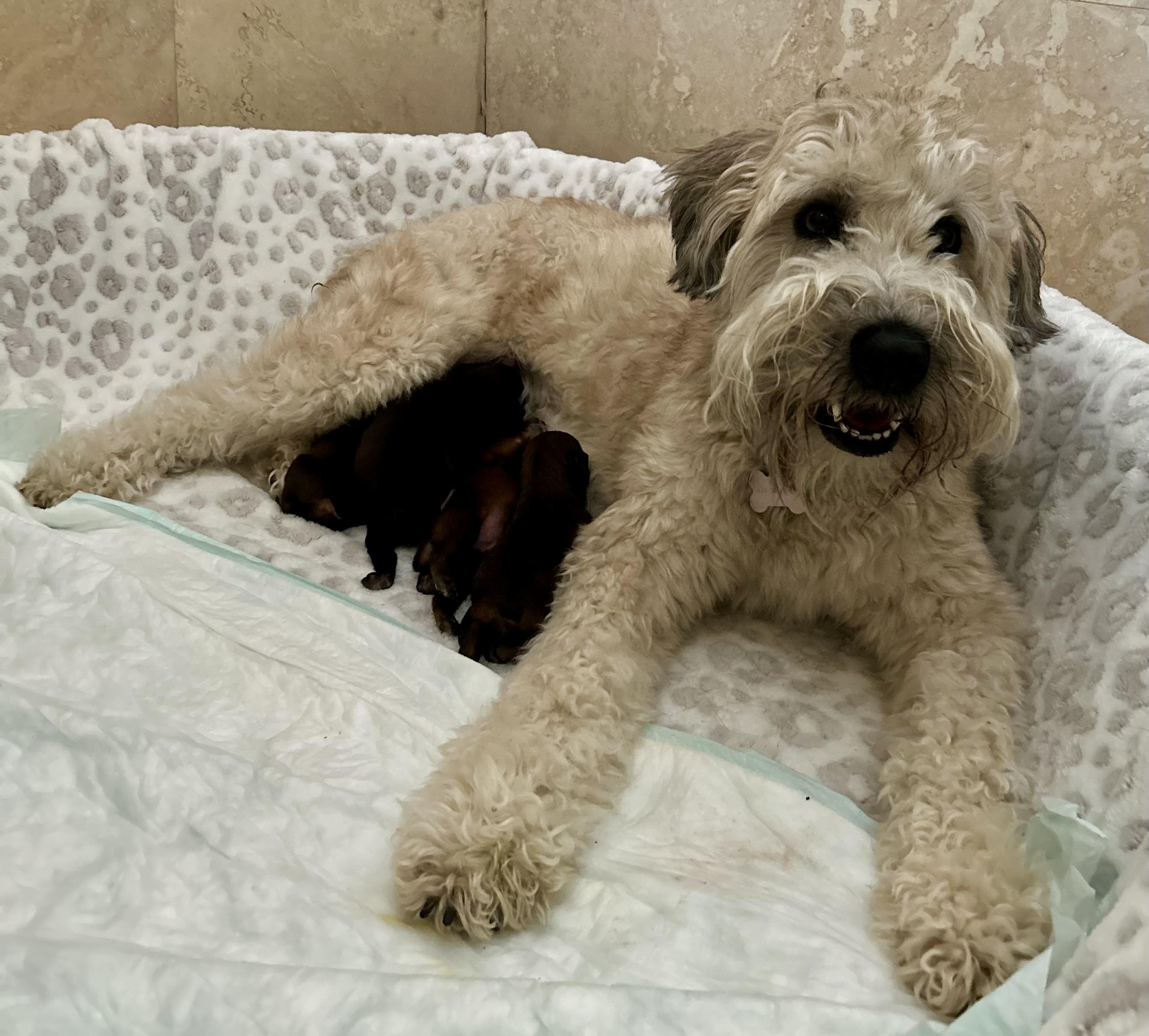 Koontz Family Wheatens in Virginia | Soft Coated Wheaten Terrier ...