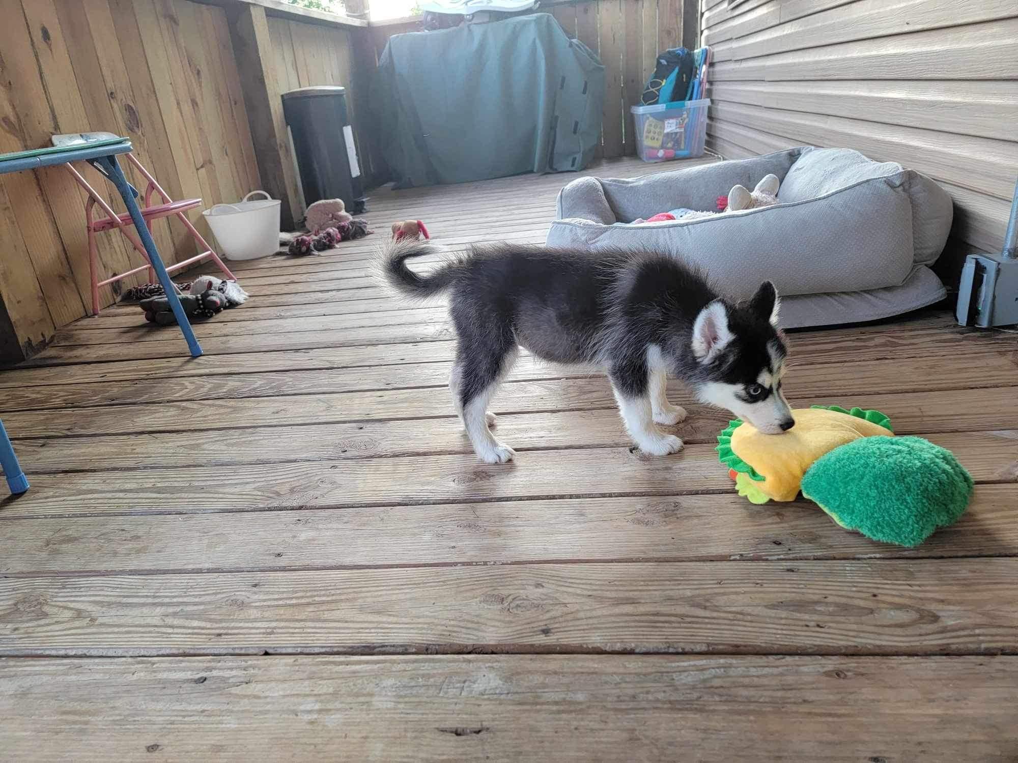 Fann-tastic Pomskies in Missouri | Pomsky puppies | Good Dog