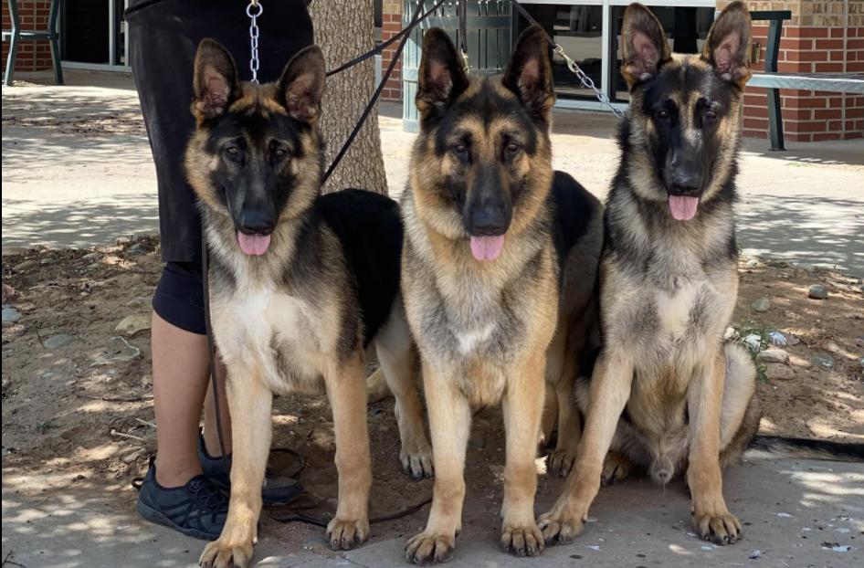 Schneiderhof German Shepherds in Indiana | German Shepherd puppies ...