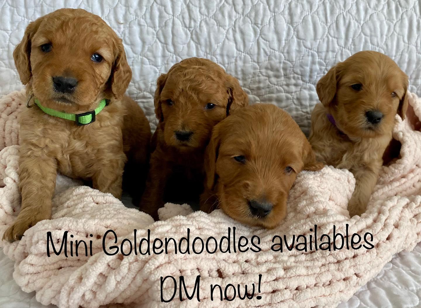 What’s Up Doodles in Florida | Goldendoodle puppies | Good Dog