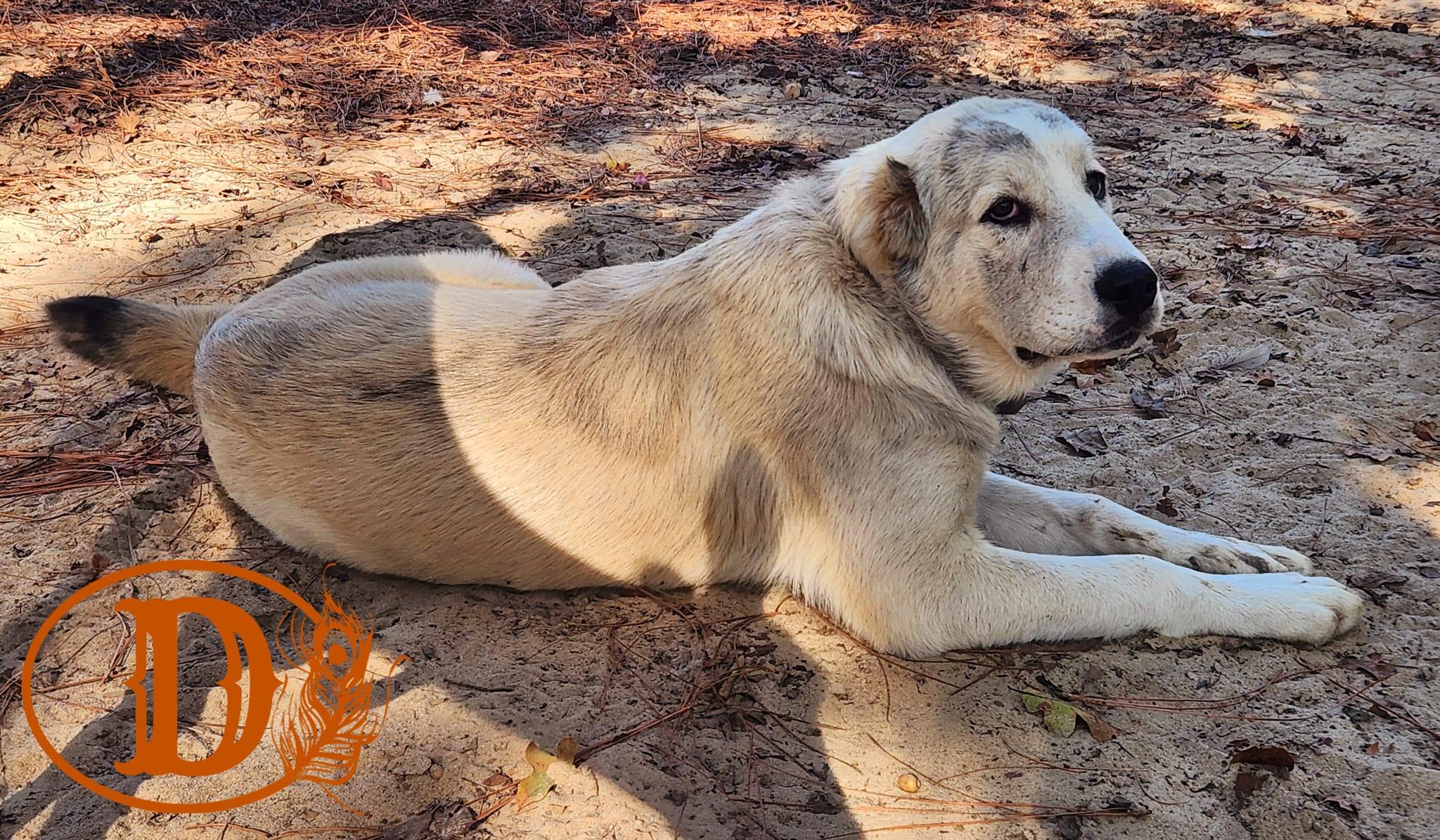 Declan Farms in South Carolina | Central Asian Shepherd Dog puppies ...